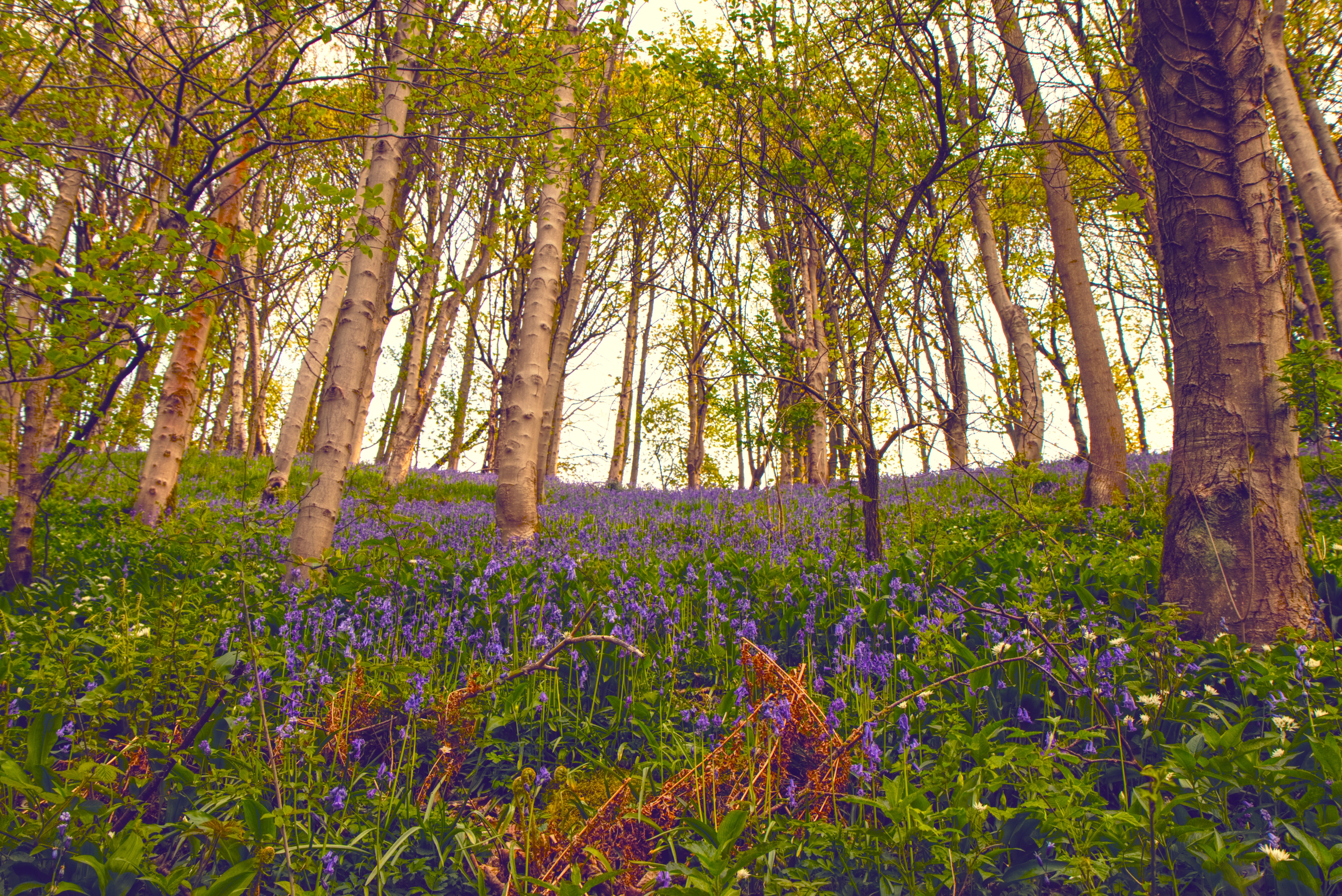 Environment Blue Nature free image download