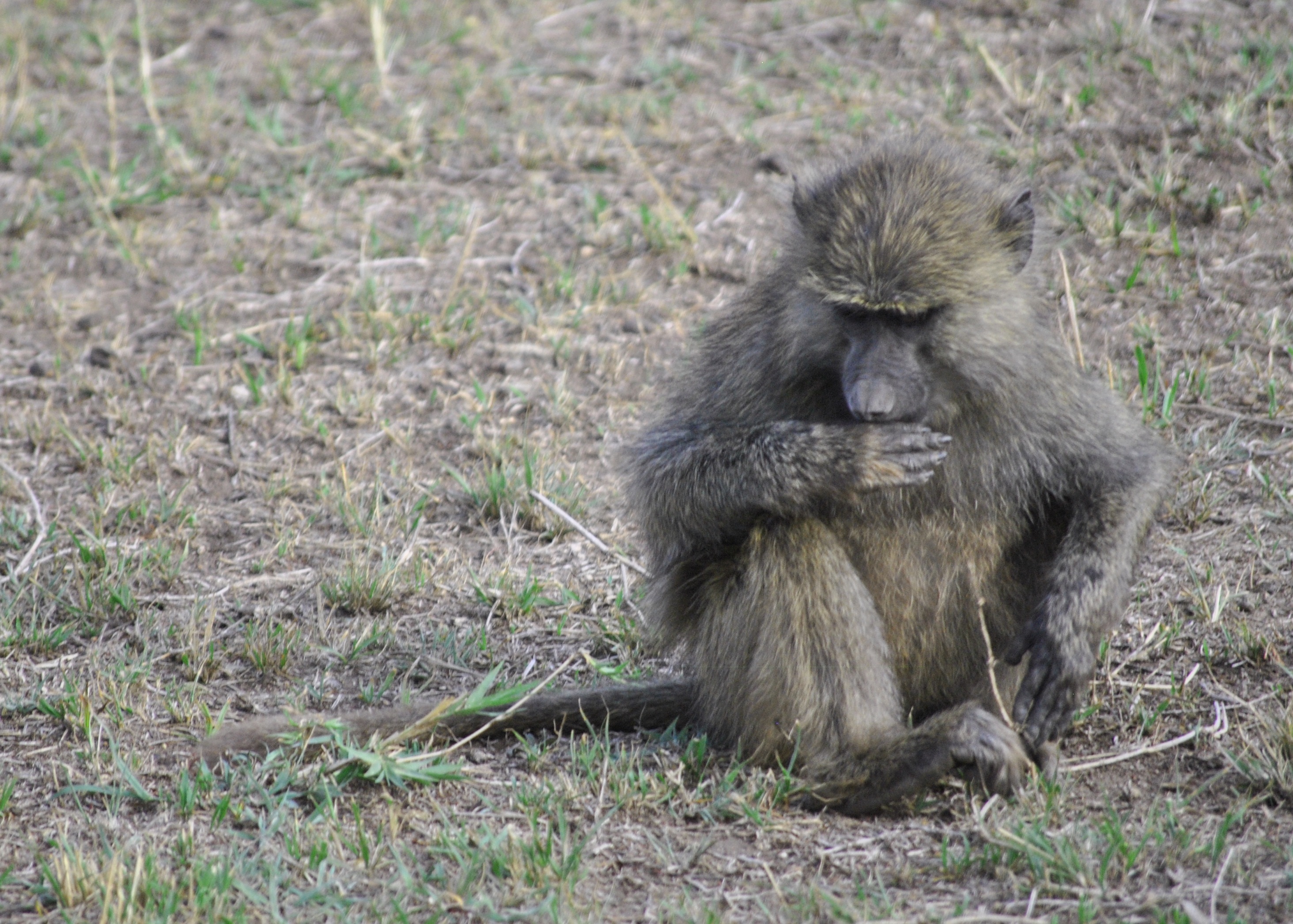 Monkey fluffy cute cute beautiful free image download