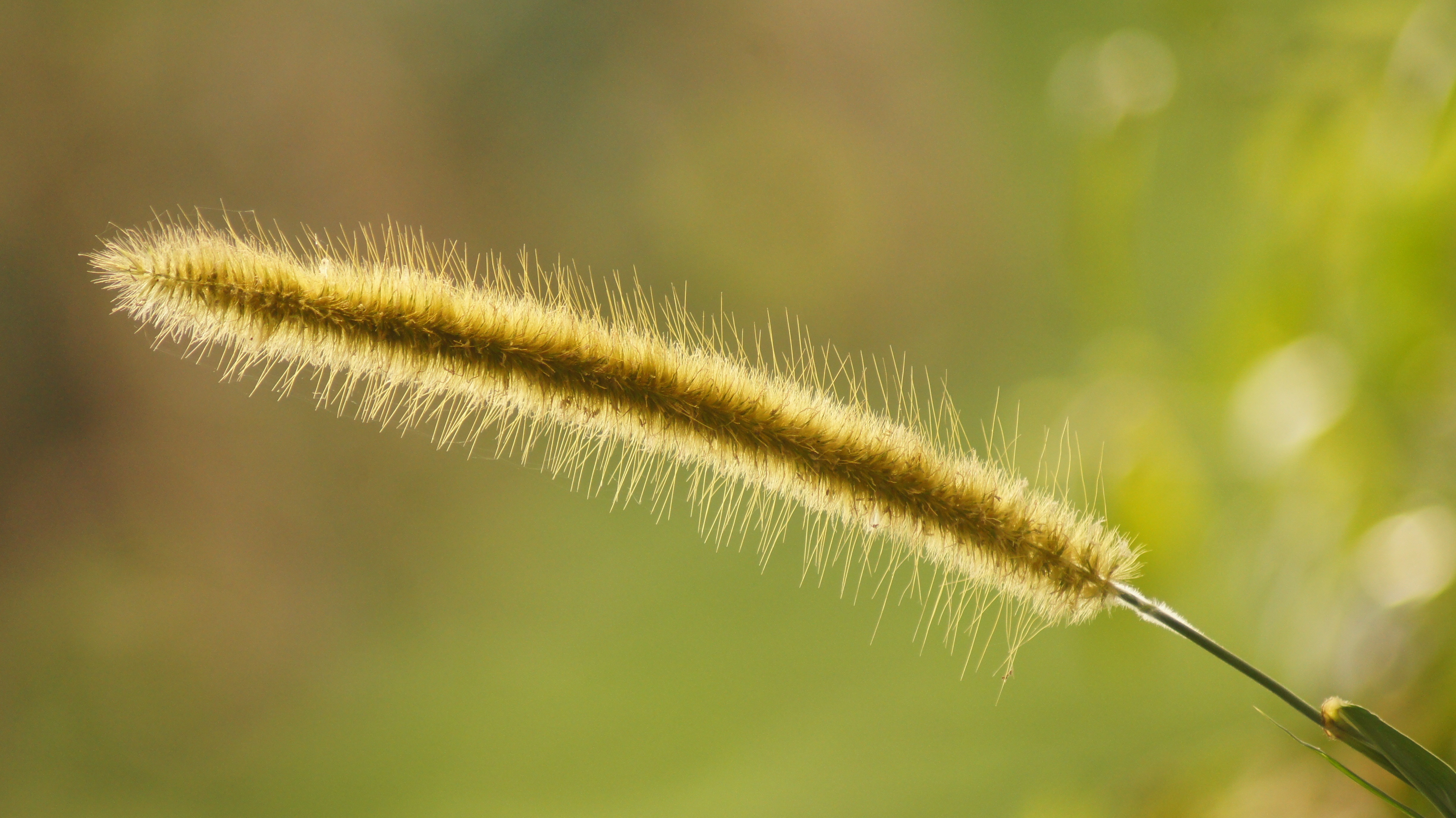 Landscape Spike Weed The Field free image download