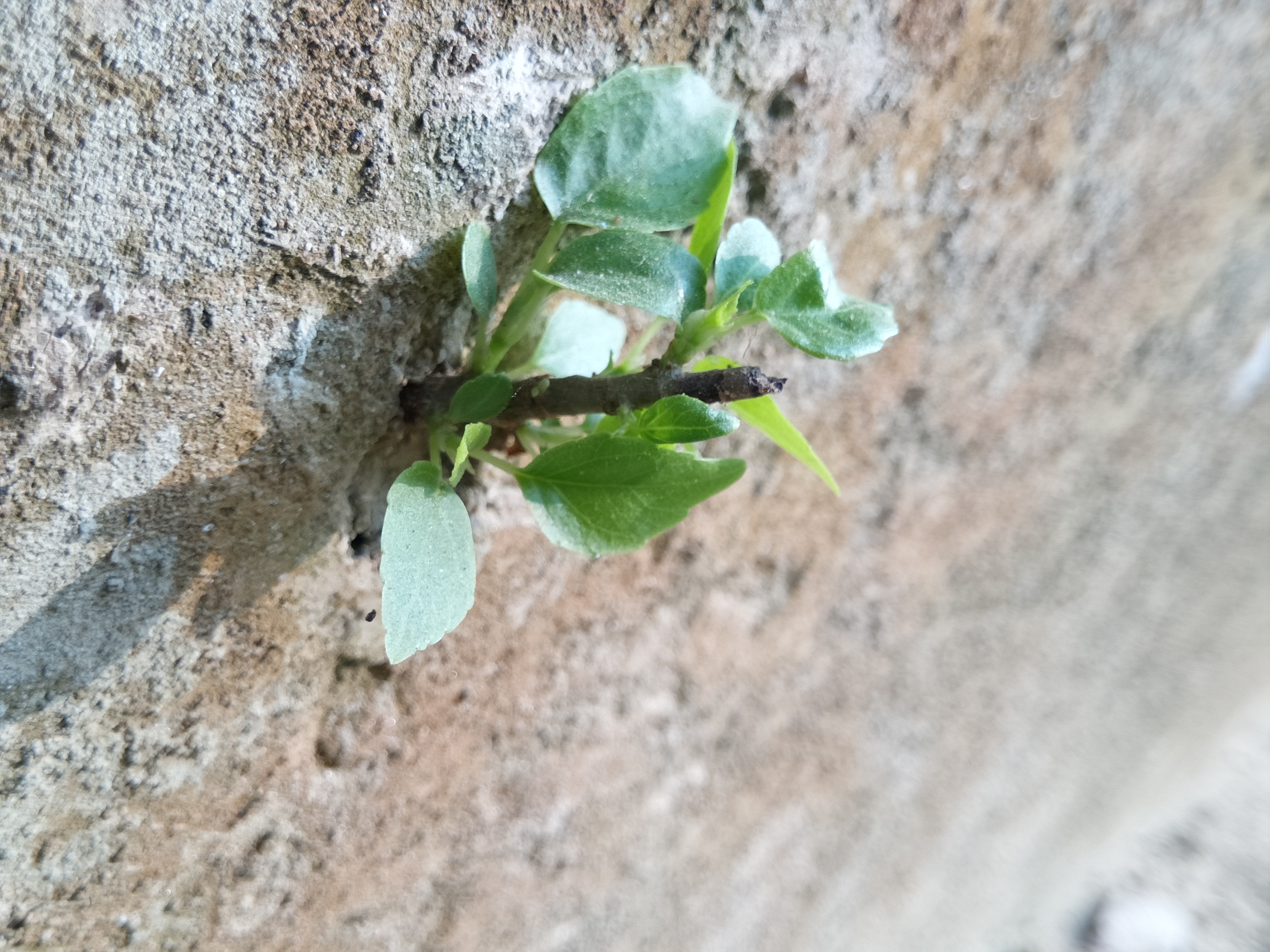 Tree Wall Leaf free image download