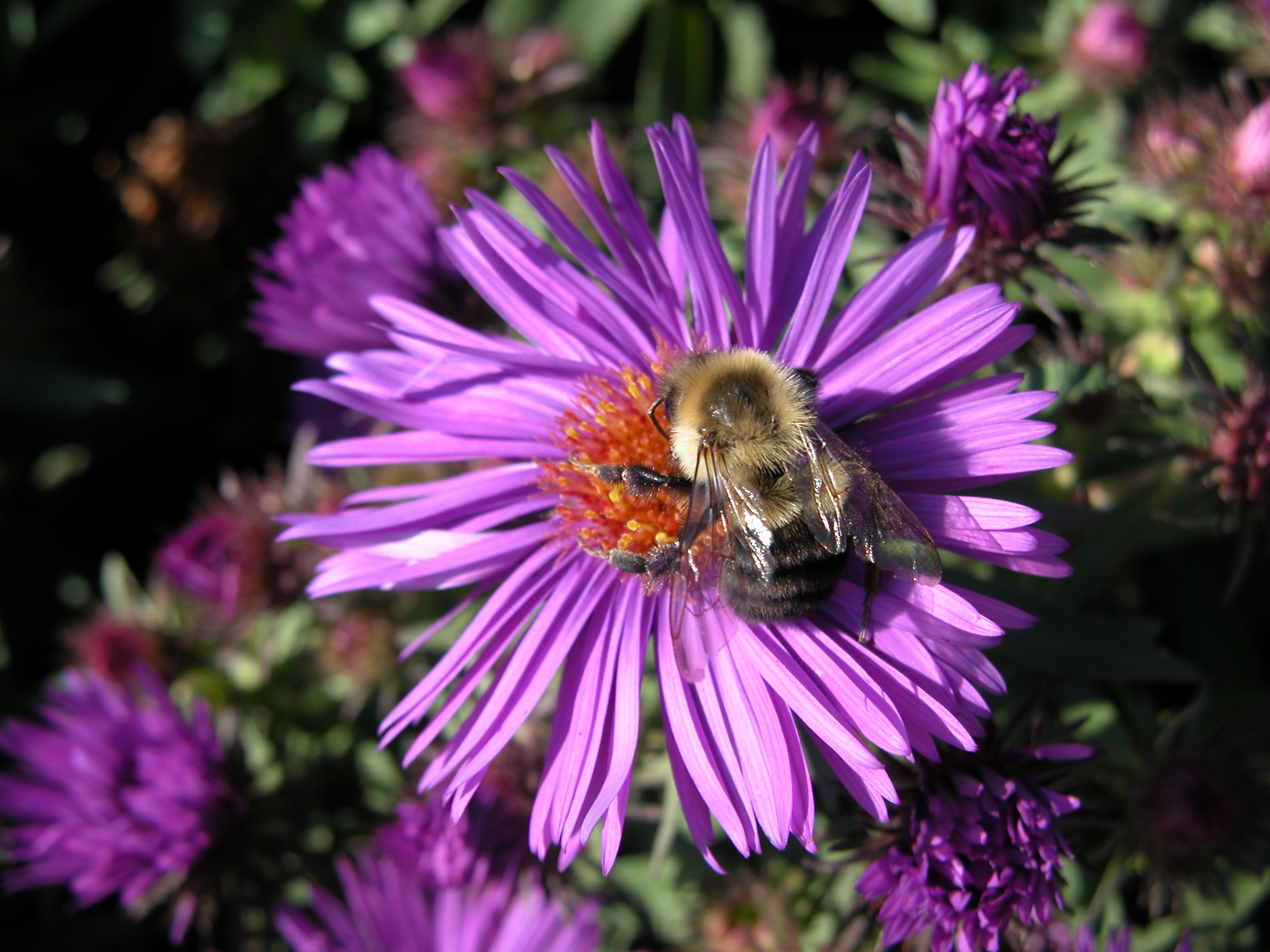 Purple Aster Flower Bumble Bee free image download