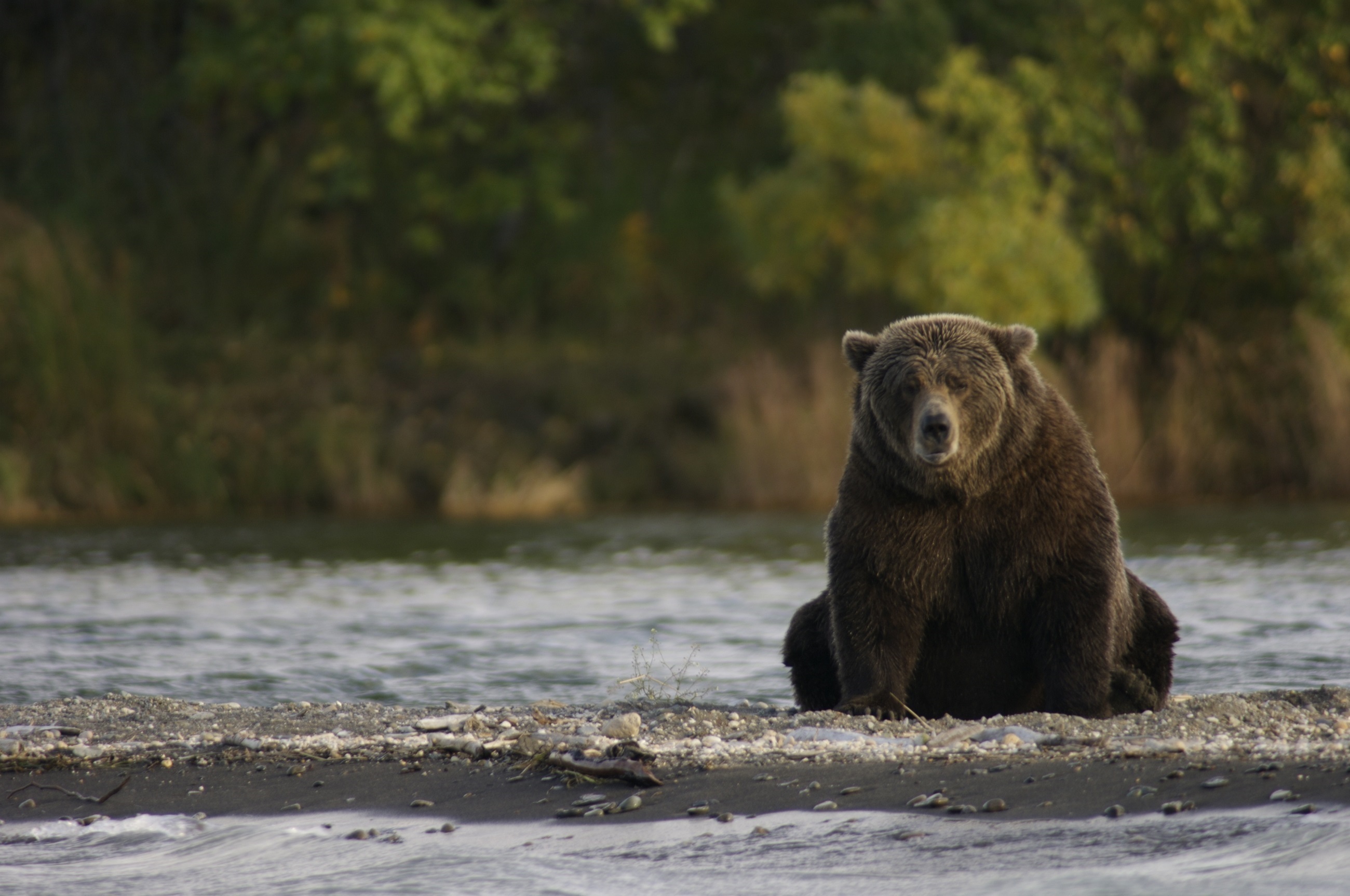 Bear Sitting Wildlife free image download