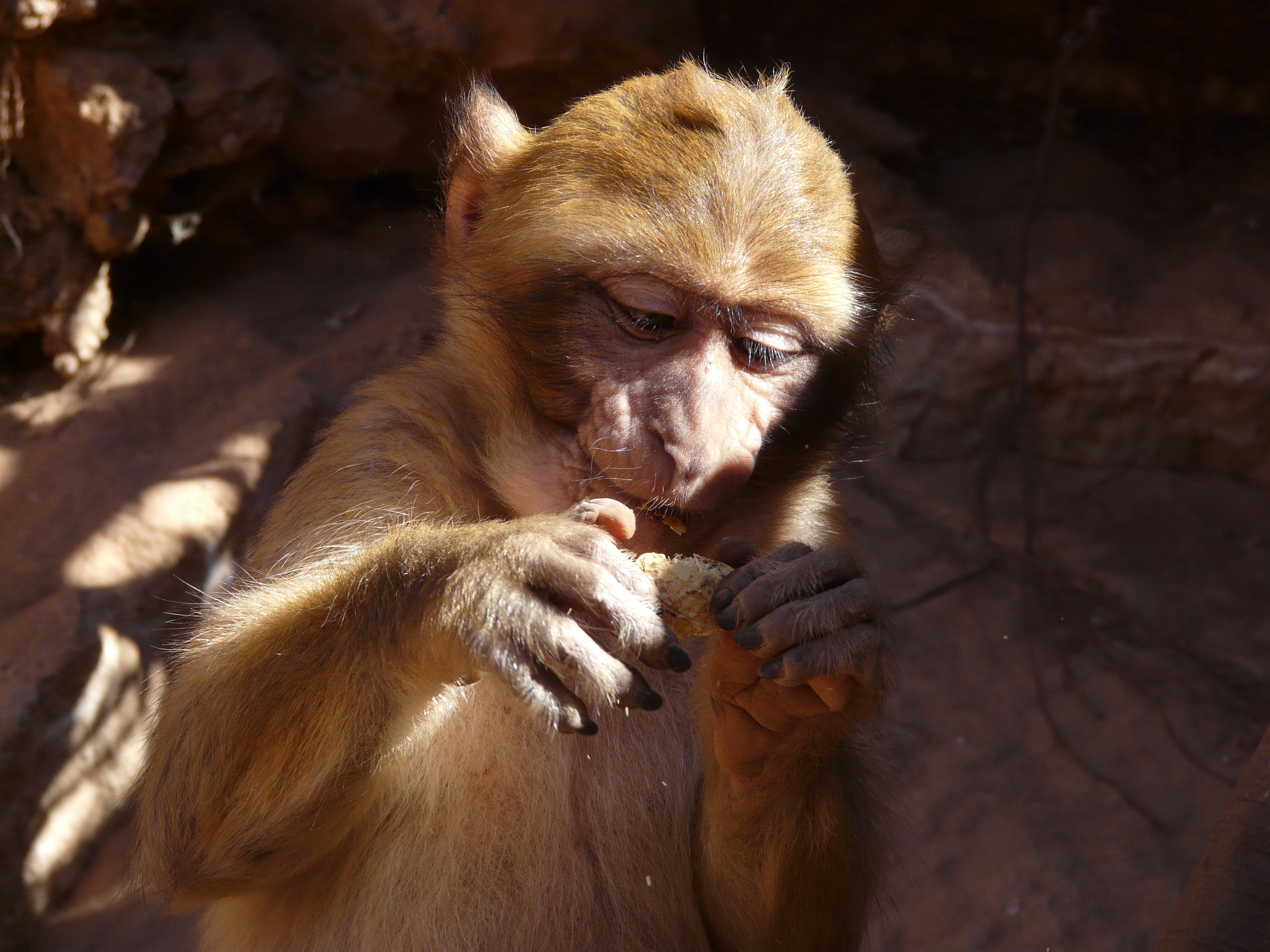 Fluffy cute monkey free image download