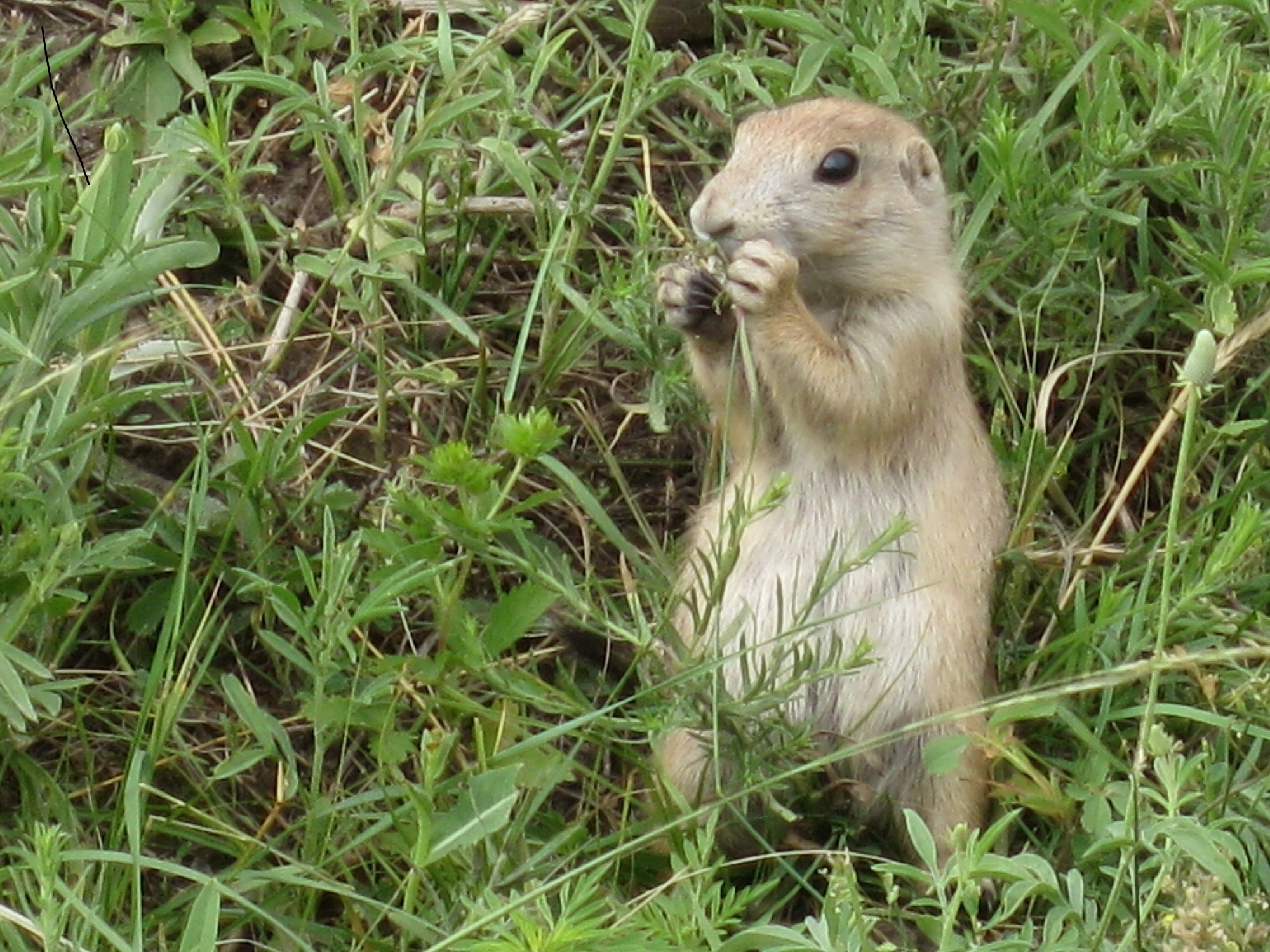 Prairie Dog Wildlife Nature free image download
