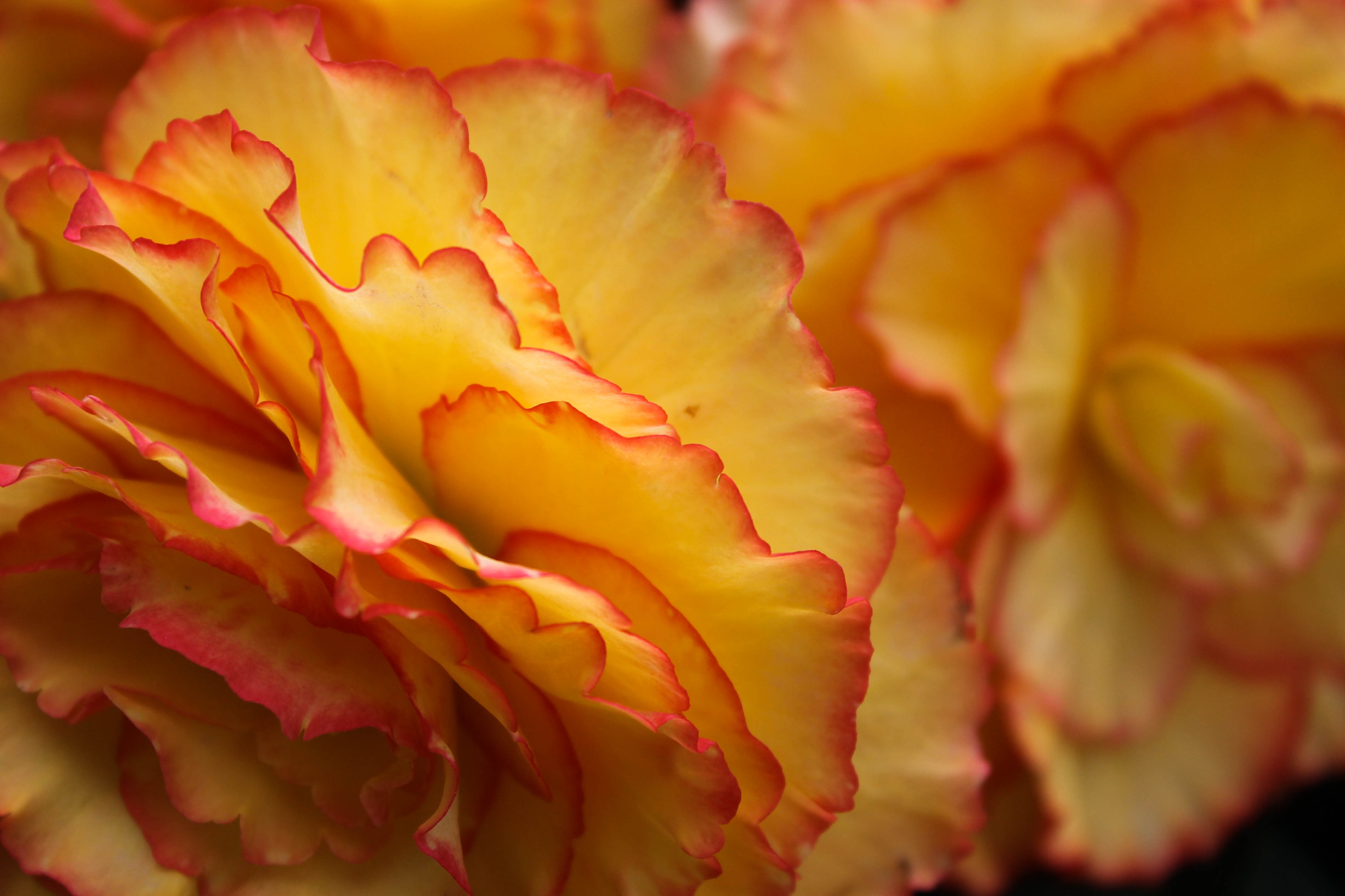 Flowers Leaves Leaf free image download