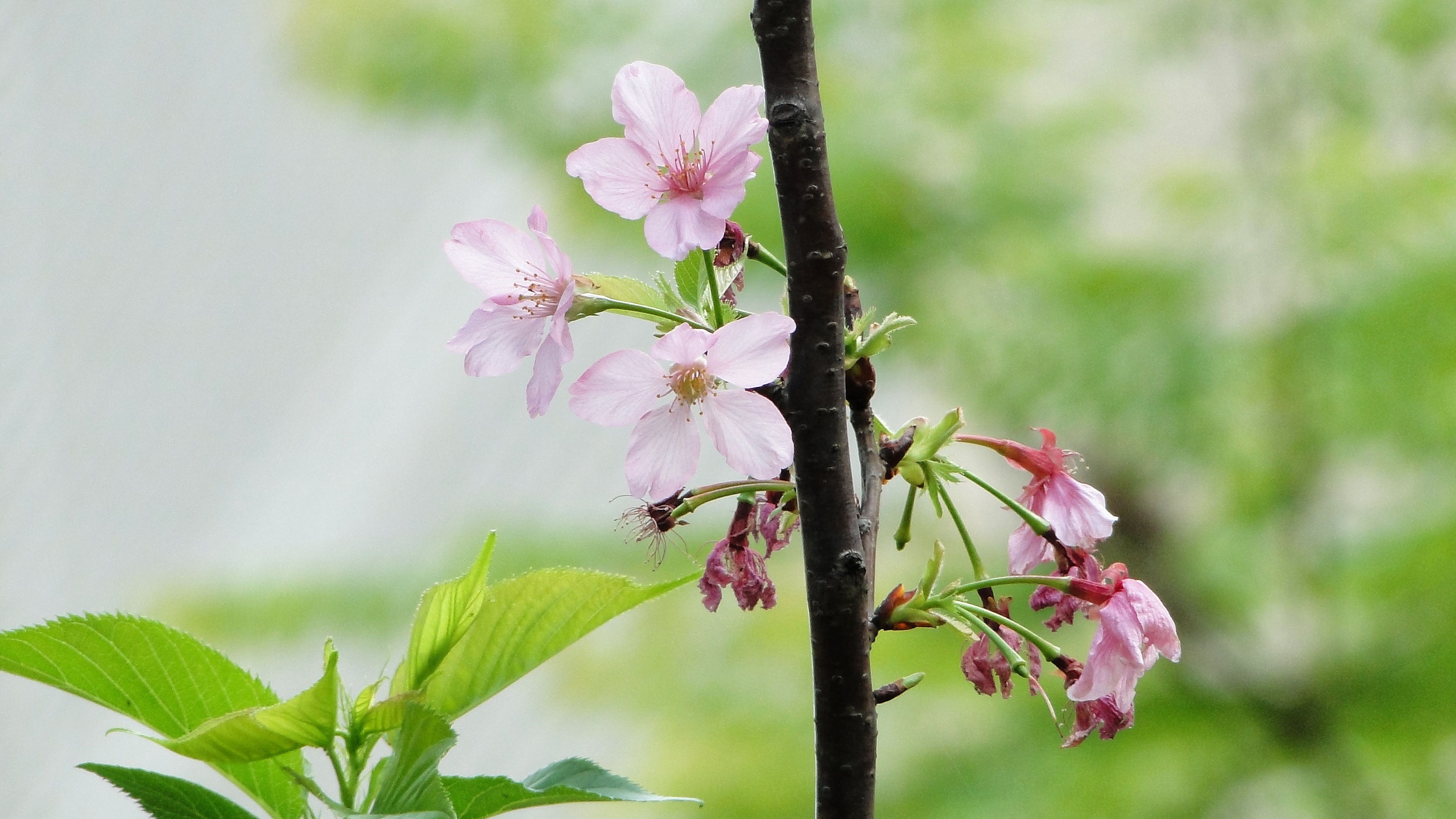 Flowers little branch green free image download