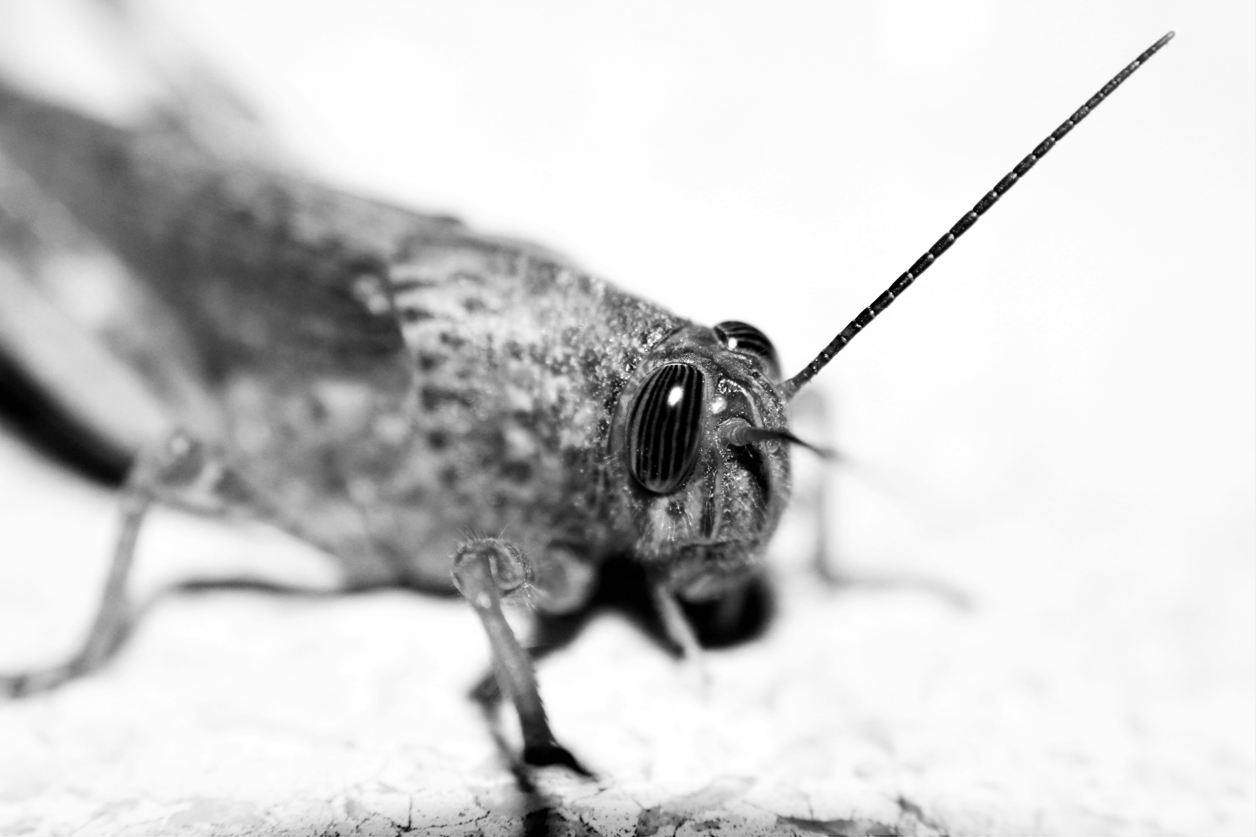 Grasshopper Macro Eyes free image download
