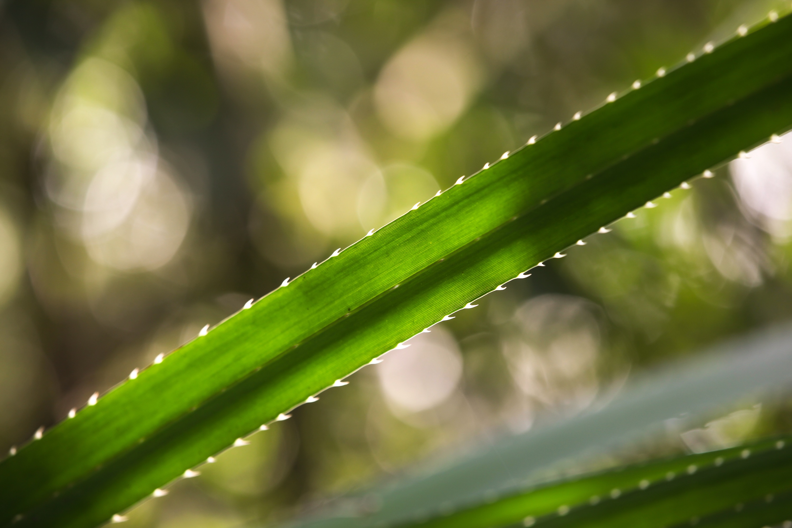 Bokeh photo of Green Leaf blade free image download