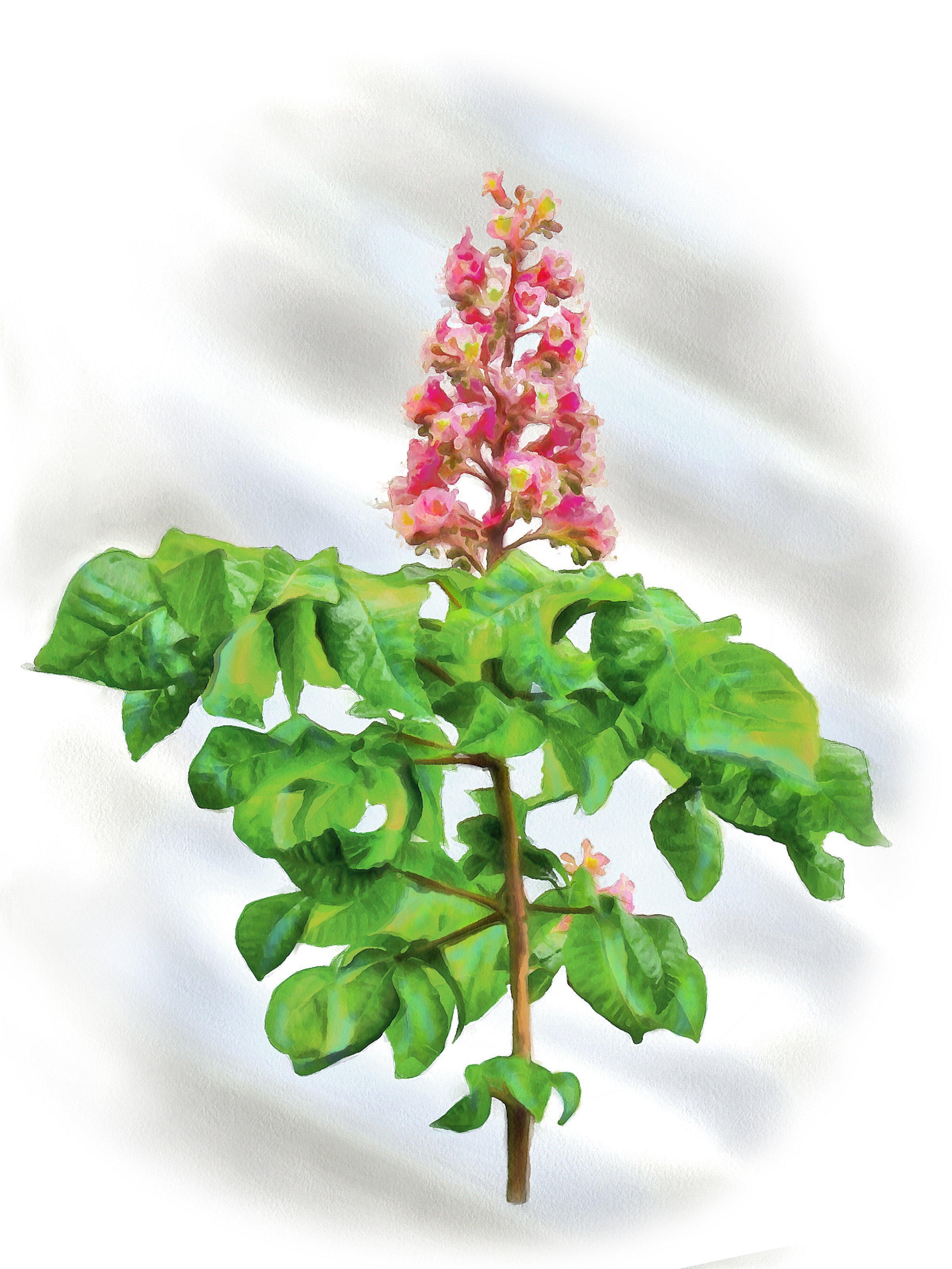 Chestnut pink tree watercolor free image download