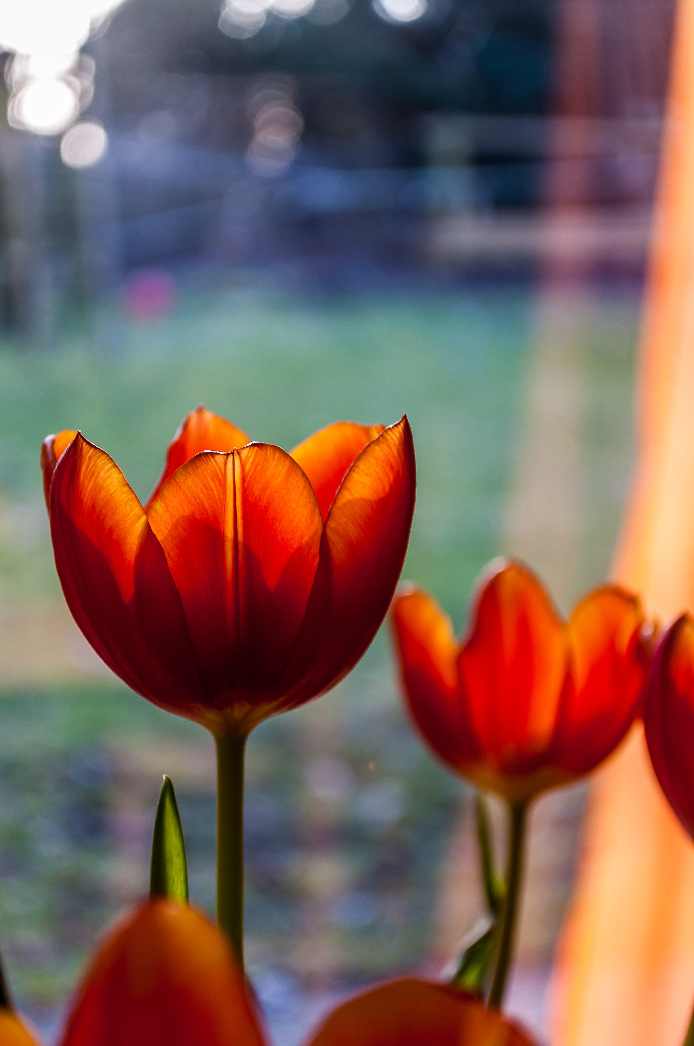 Tulips Red Orange free image download