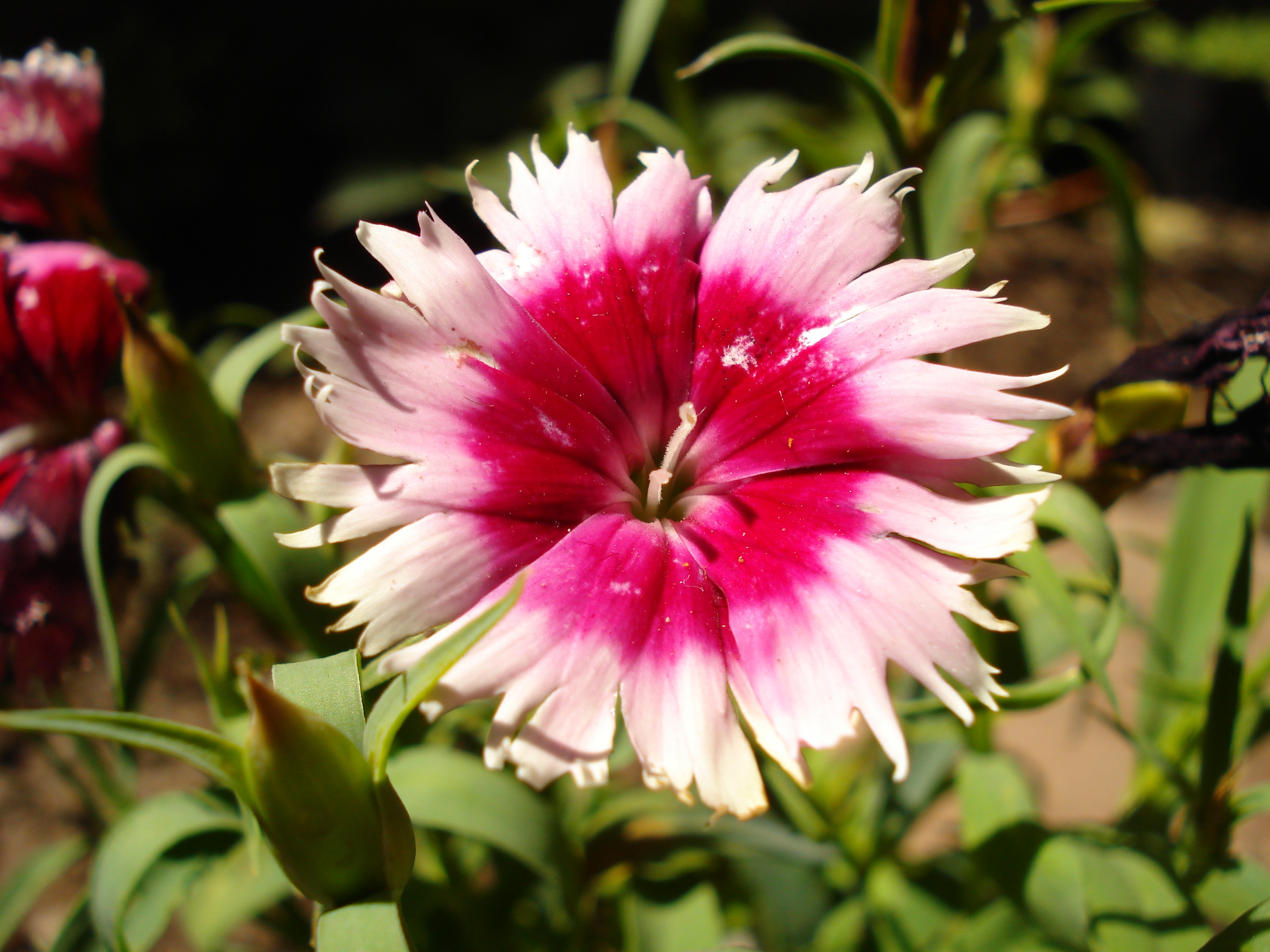 Flower Macro free image download
