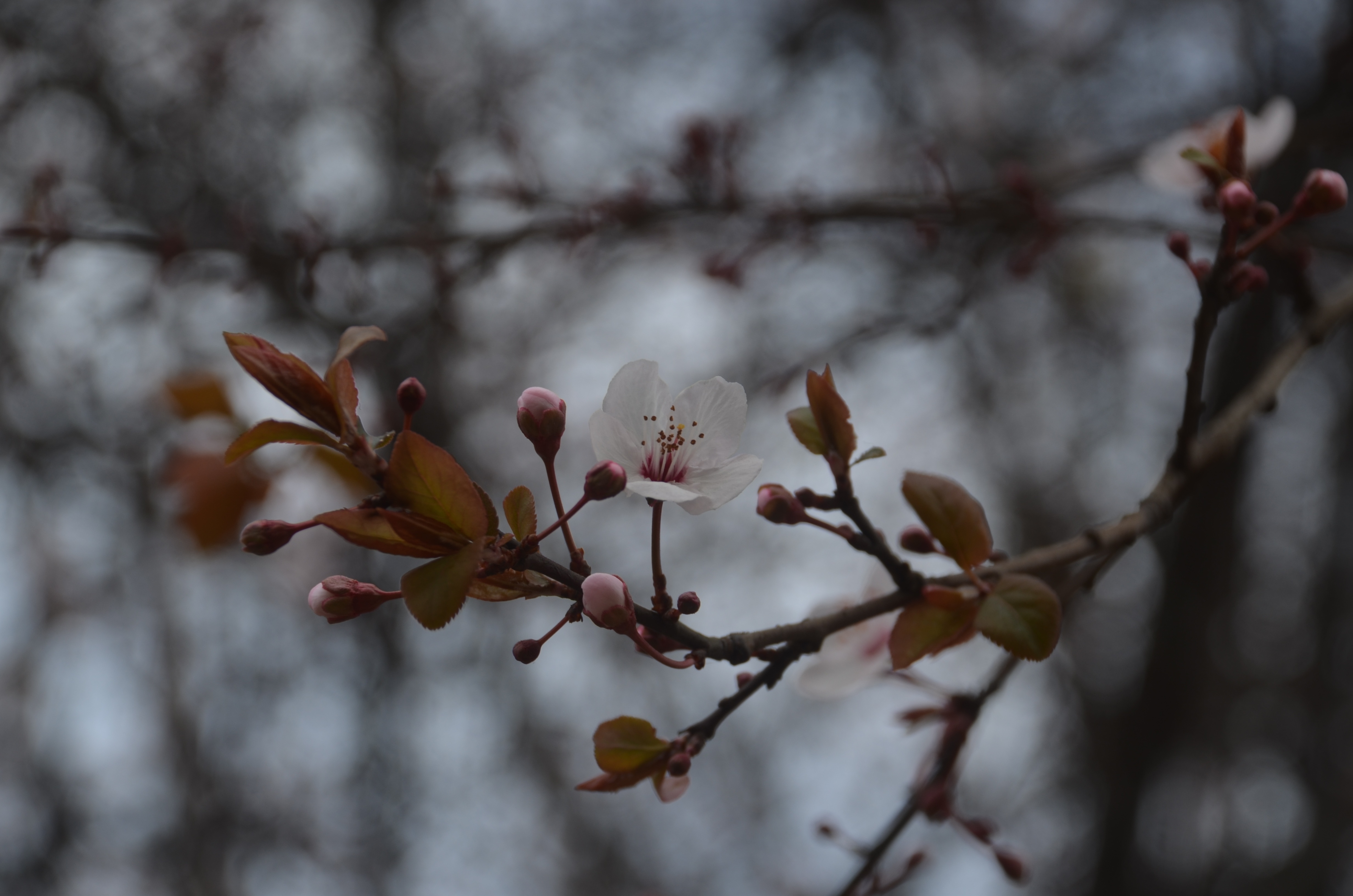 Flower Plant Tree free image download