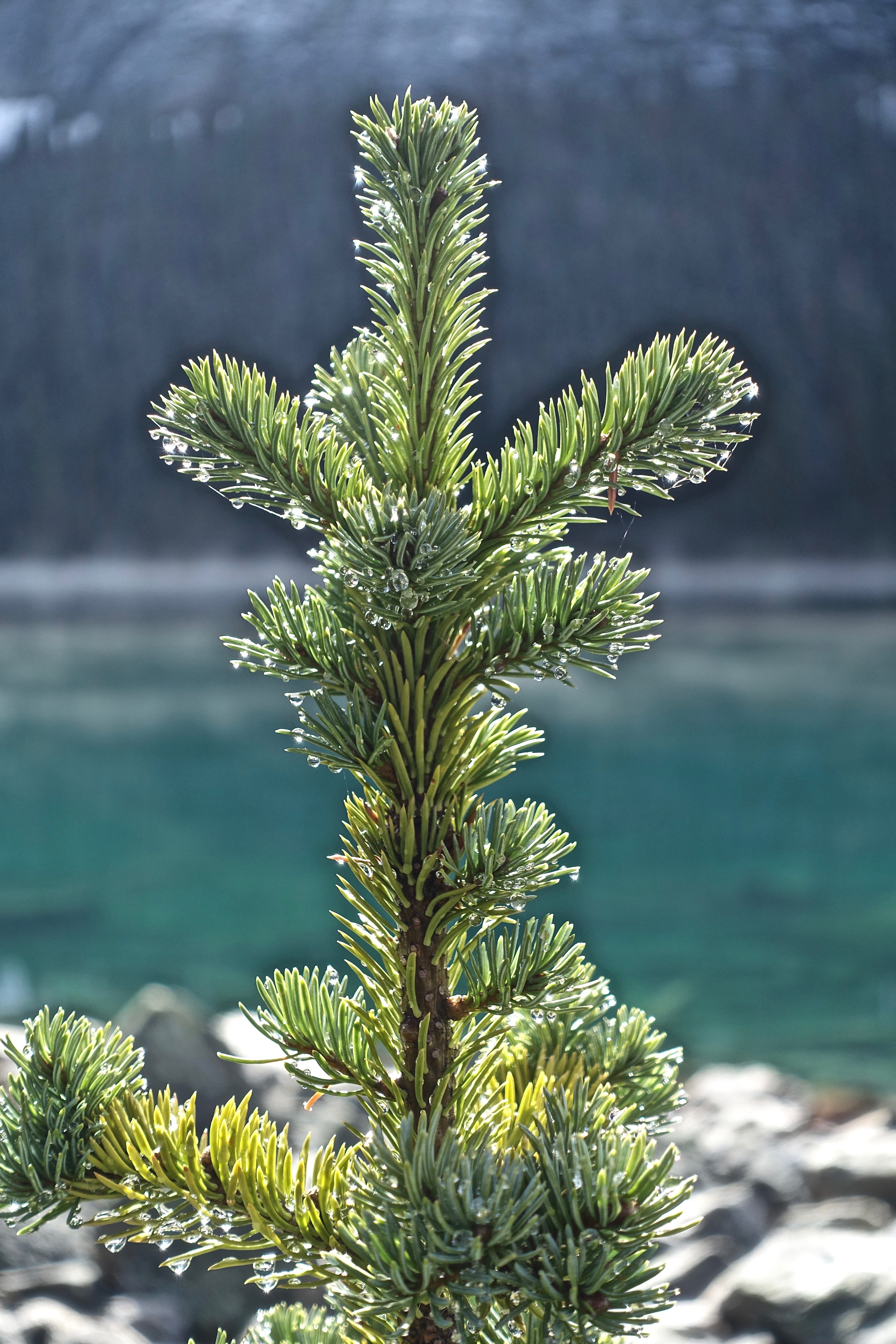 Pine Branch Tree free image download