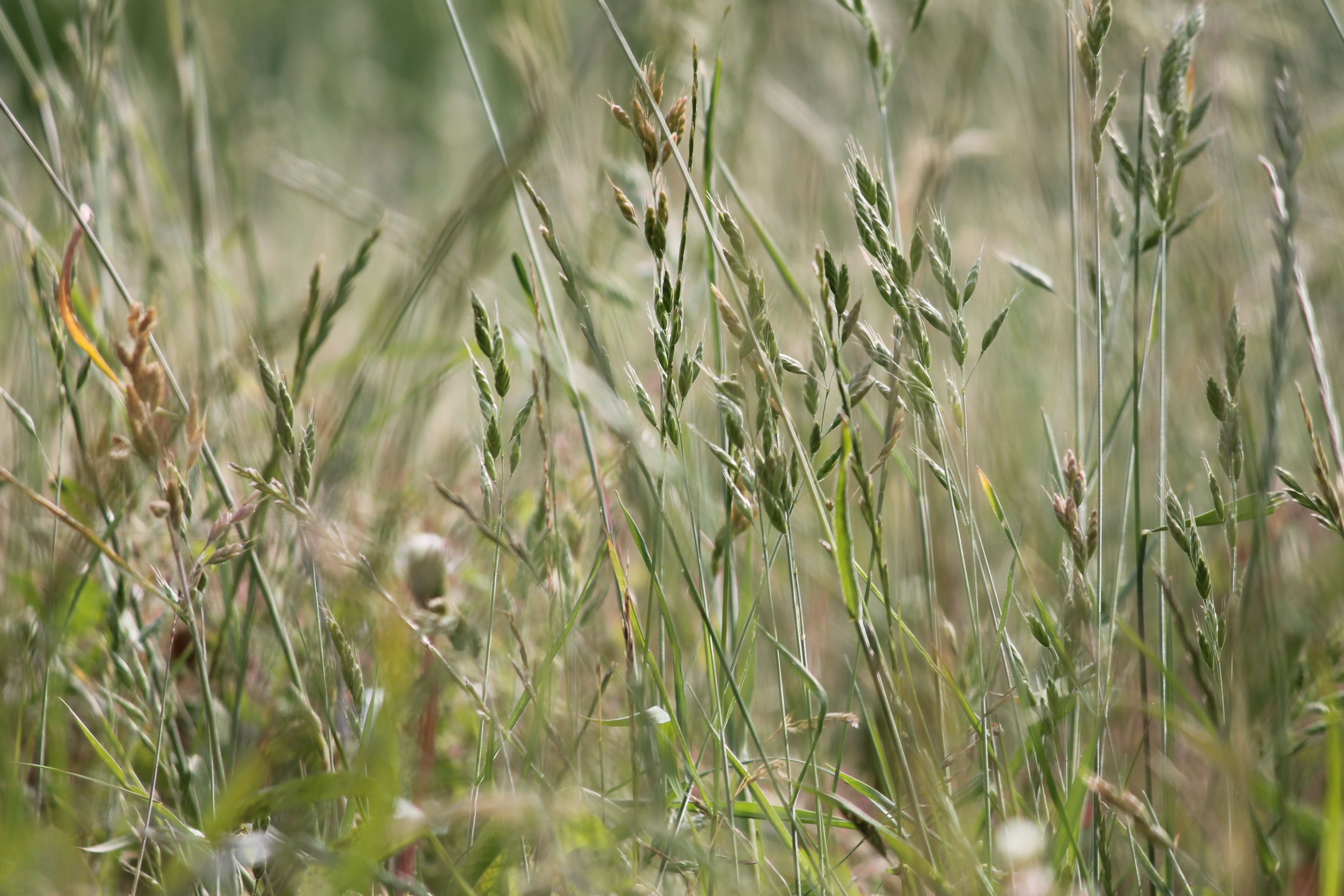 Nature Landscape free image download