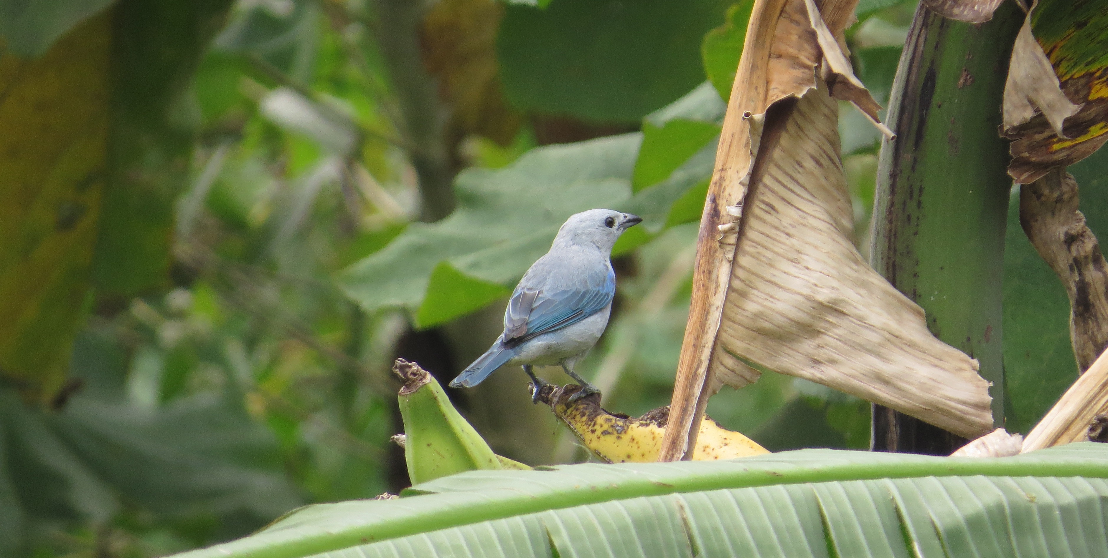 Nature Fauna Birds free image download
