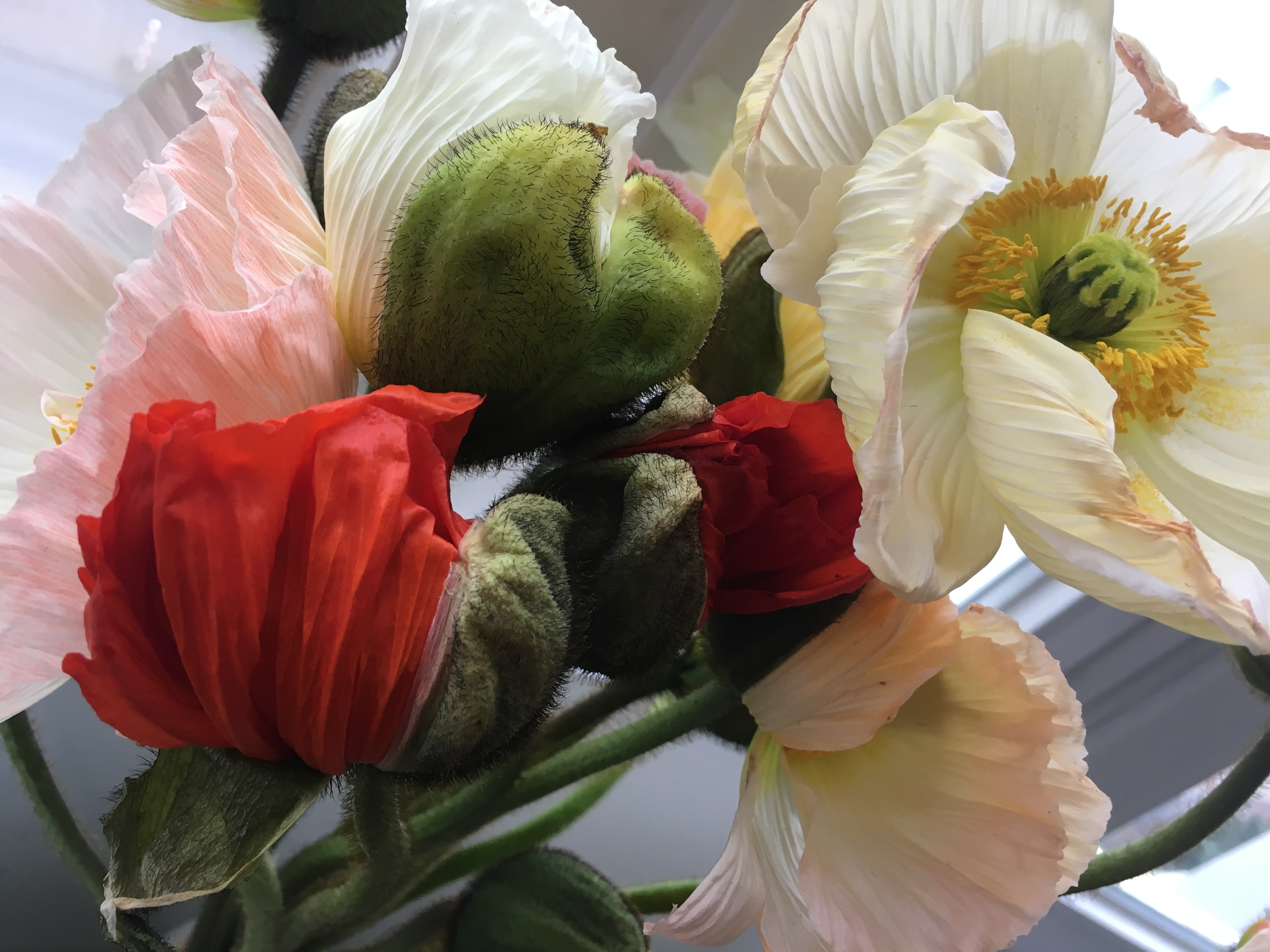 Flowers Anemone Color free image download