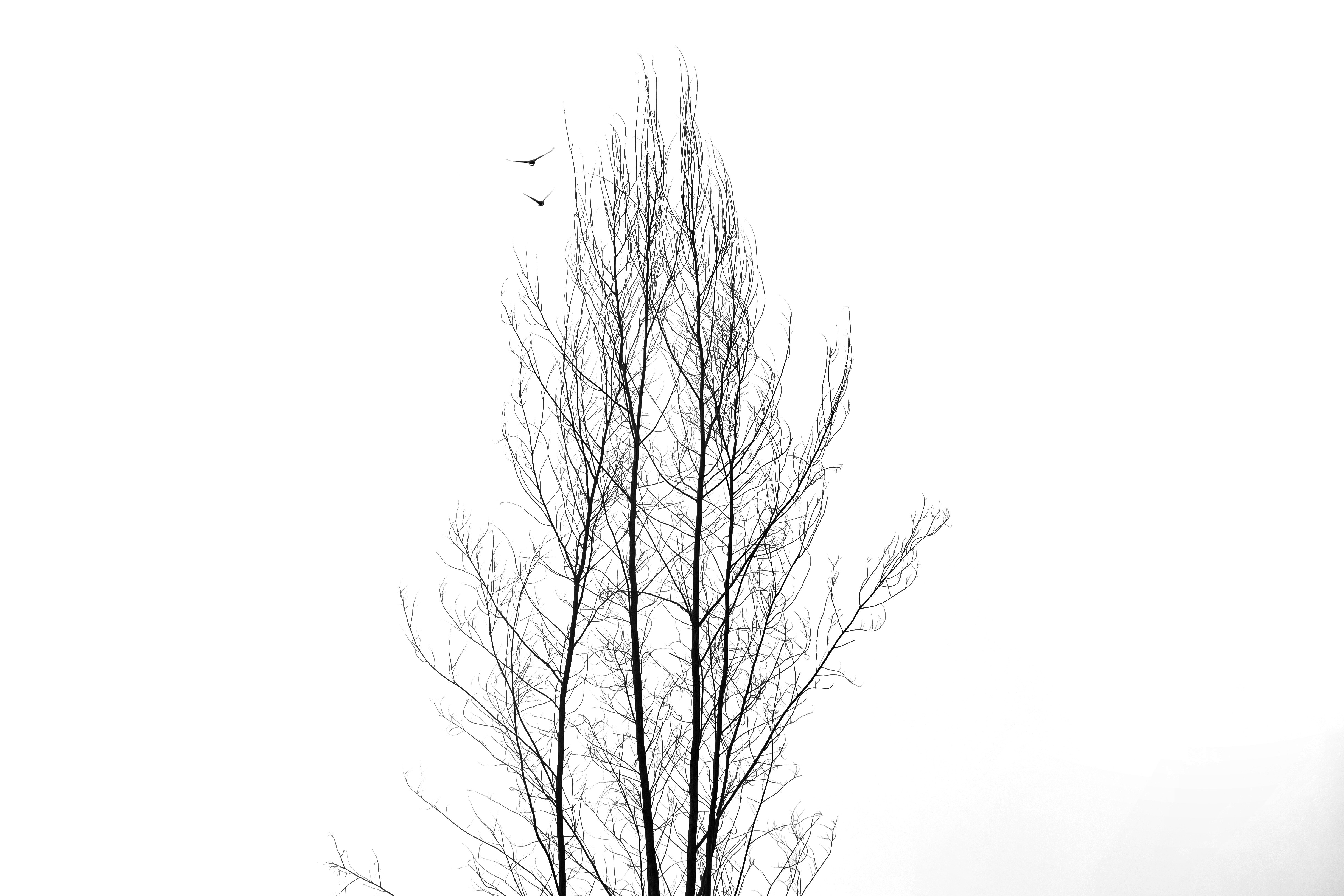 Tree Plant Branch Black And free image download