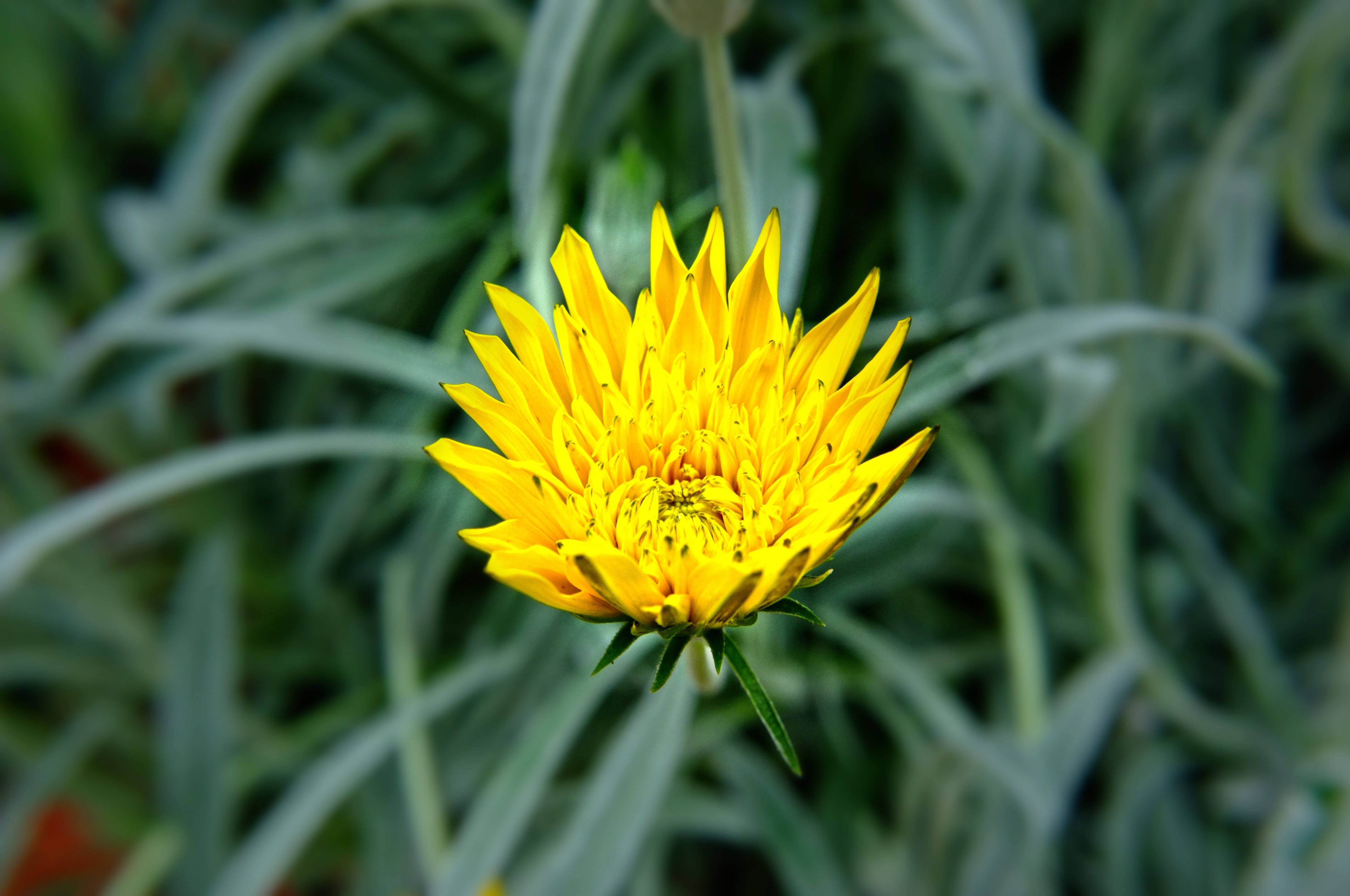 Yellow Petal Flower free image download
