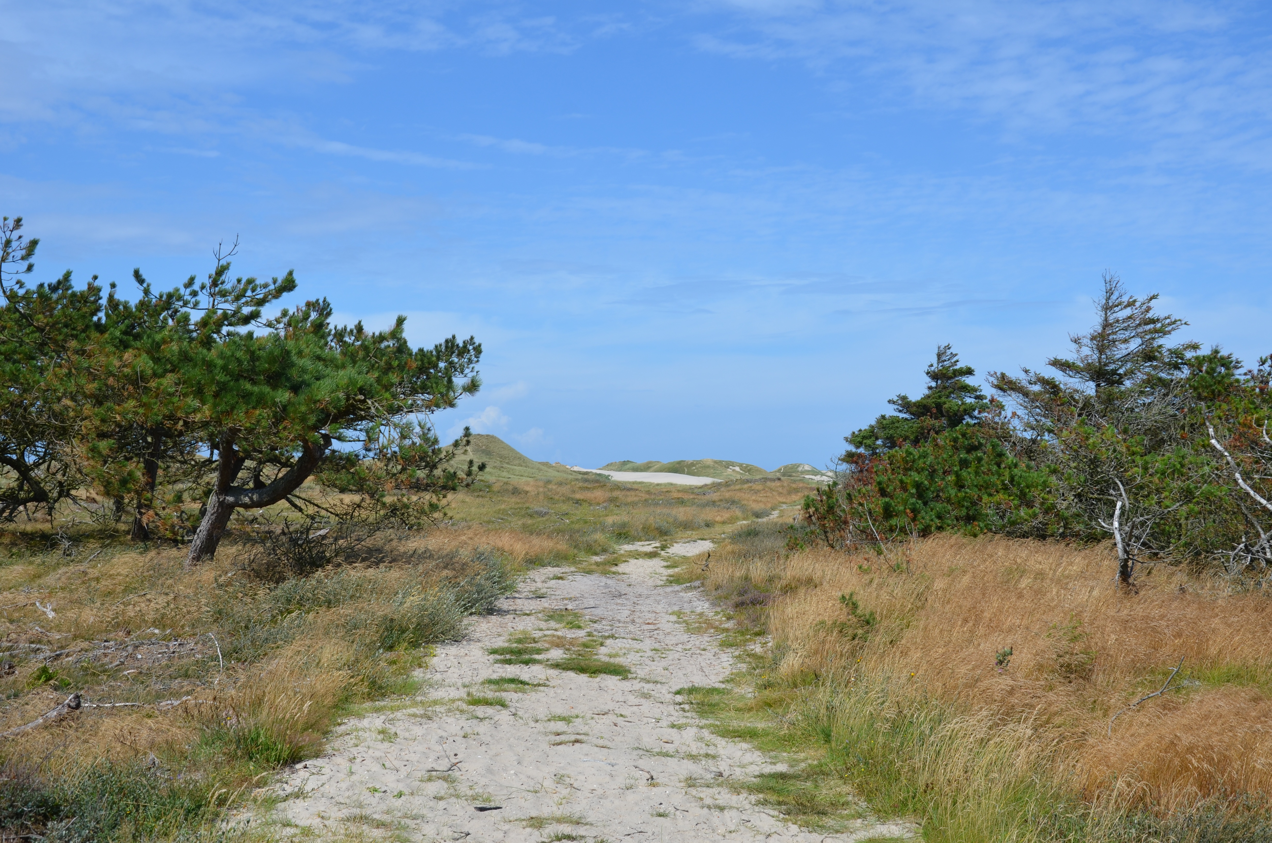 Denmark West Jutland Husby free image download
