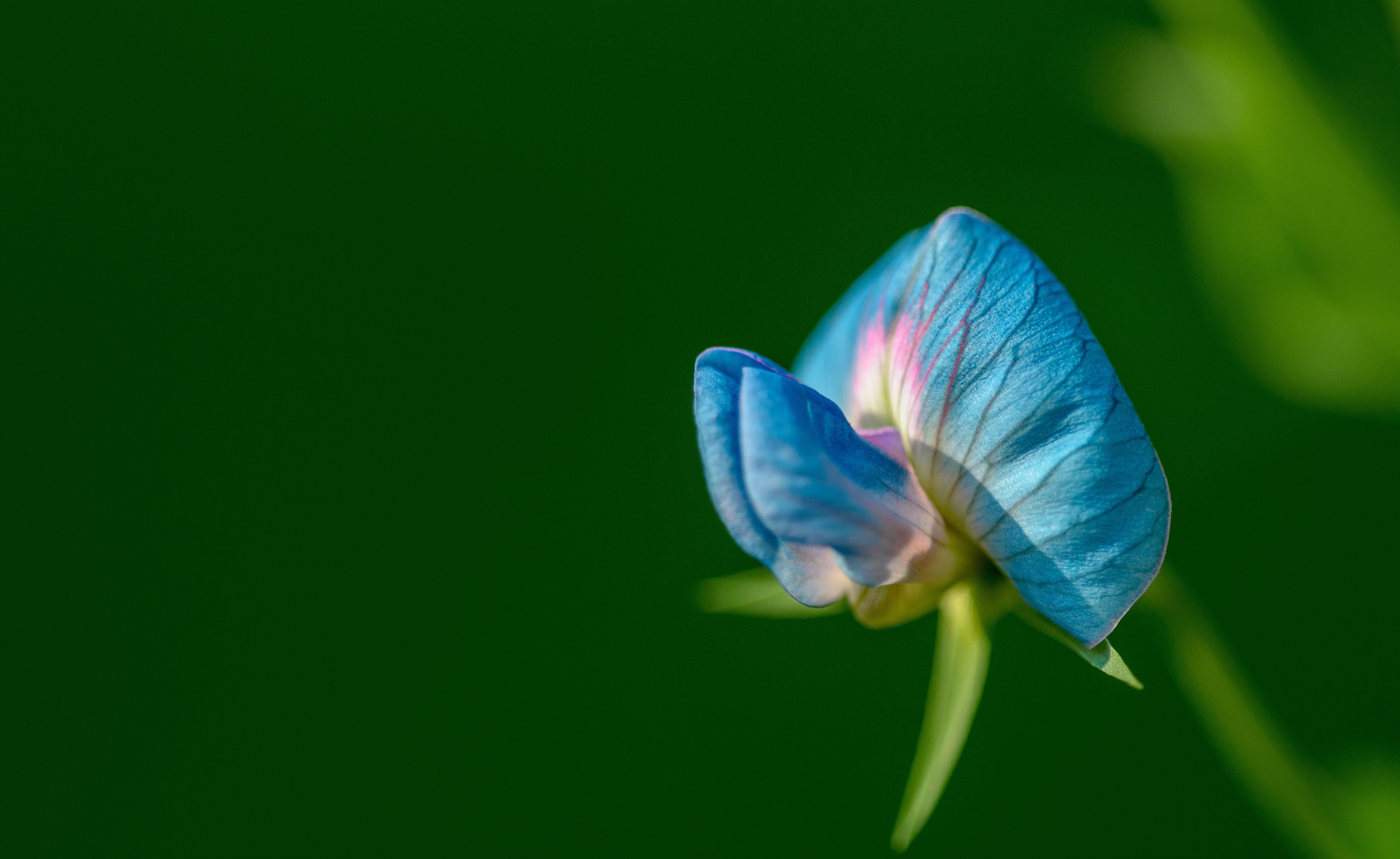 Blue Petal Flower free image download