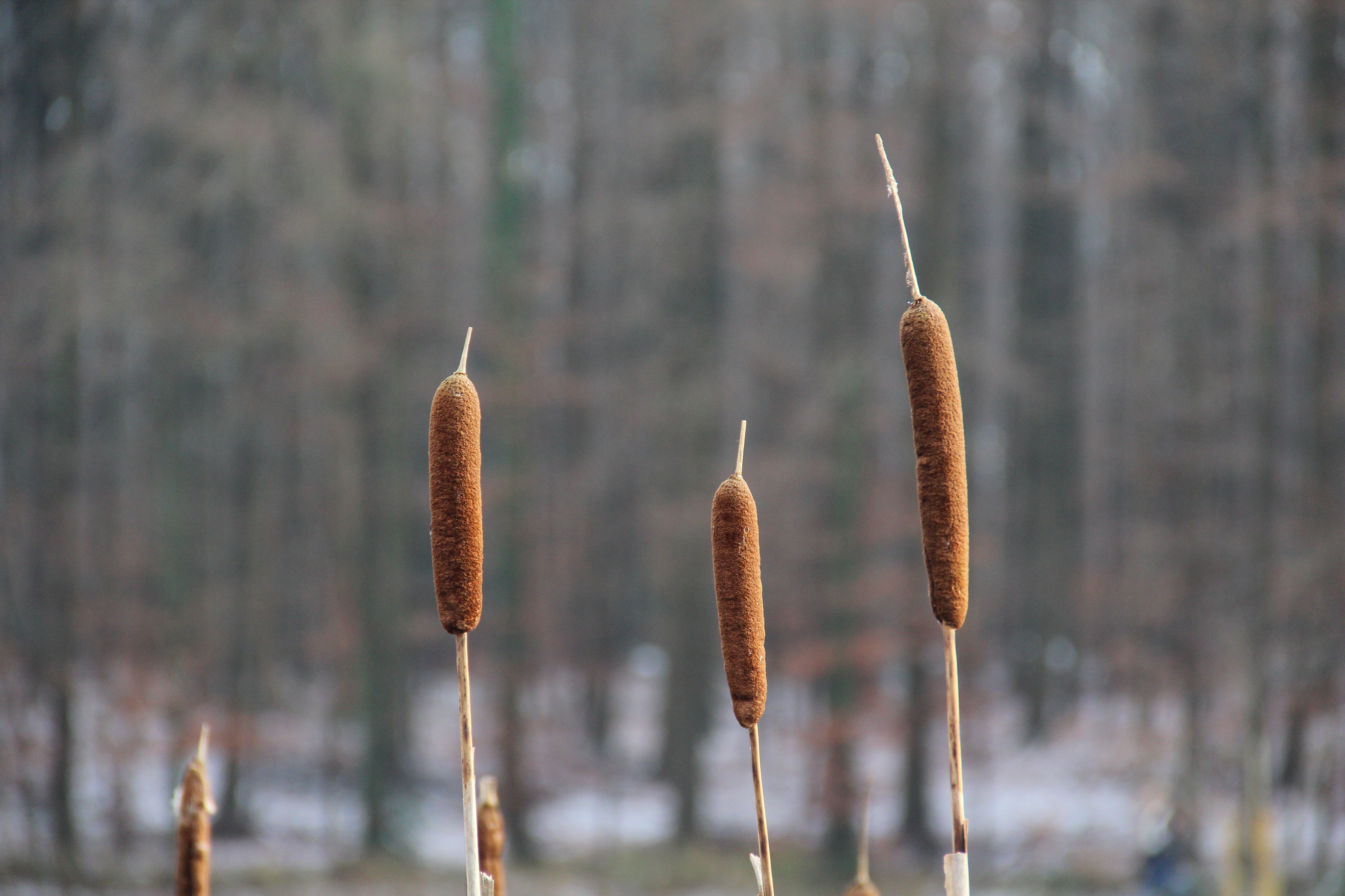 Nature Reed Landscape free image download