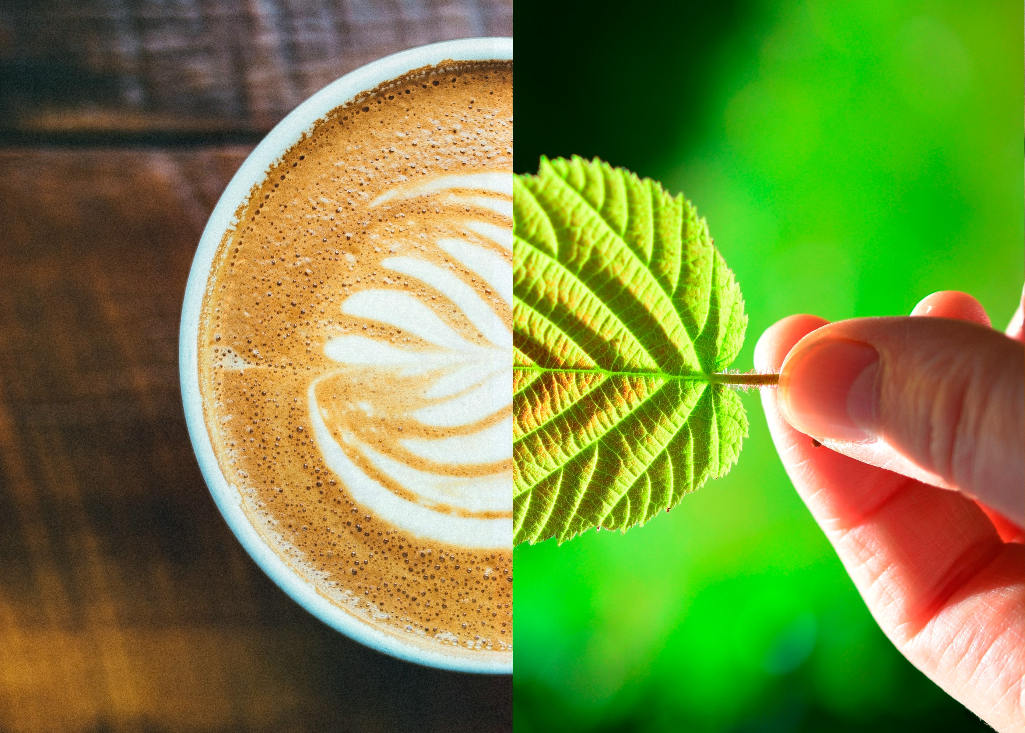 Fantastic picture of coffee leaf free image download