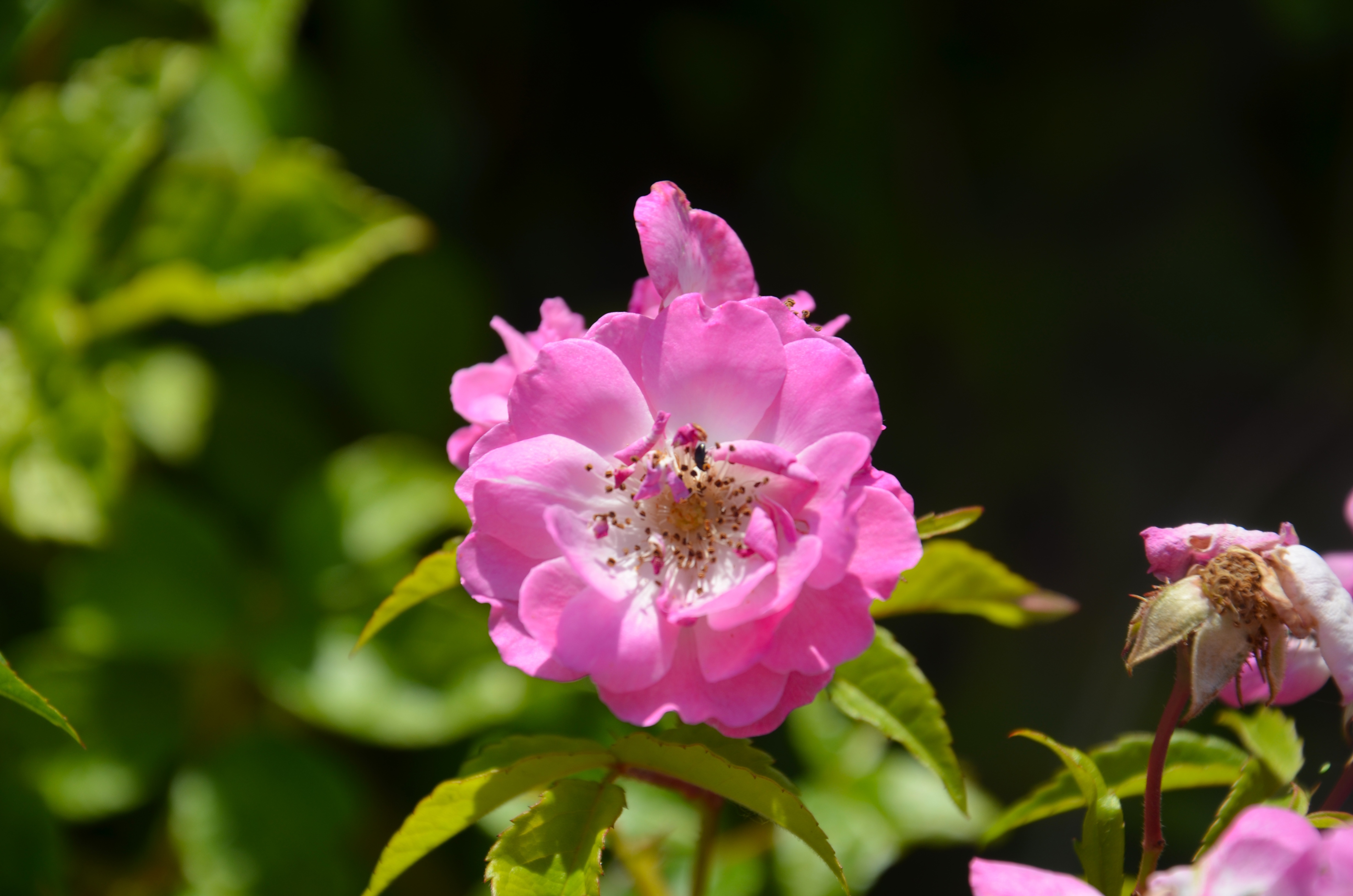 Natural Rose Pink free image download