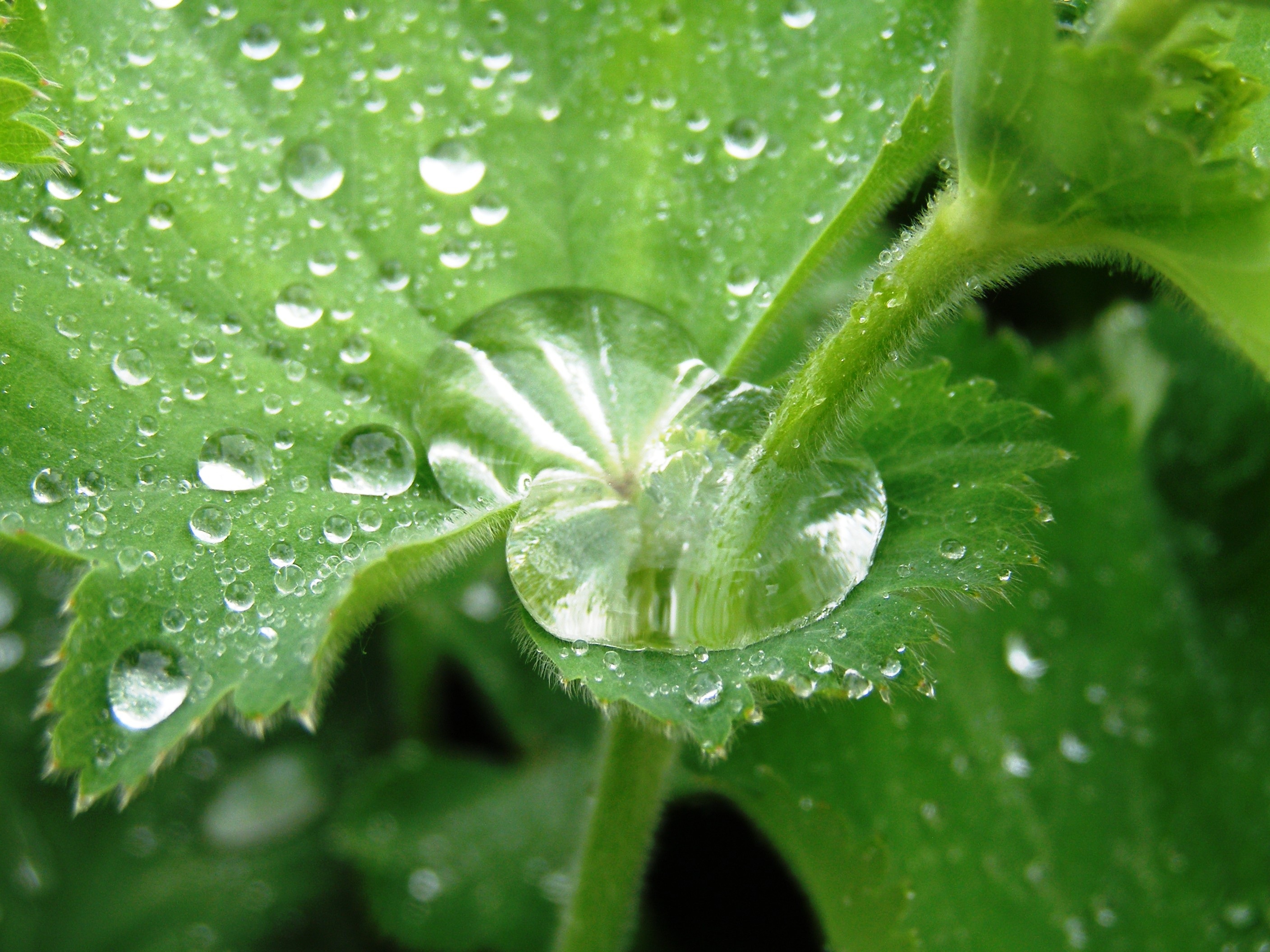 Garden Raindrop Plant Close free image download
