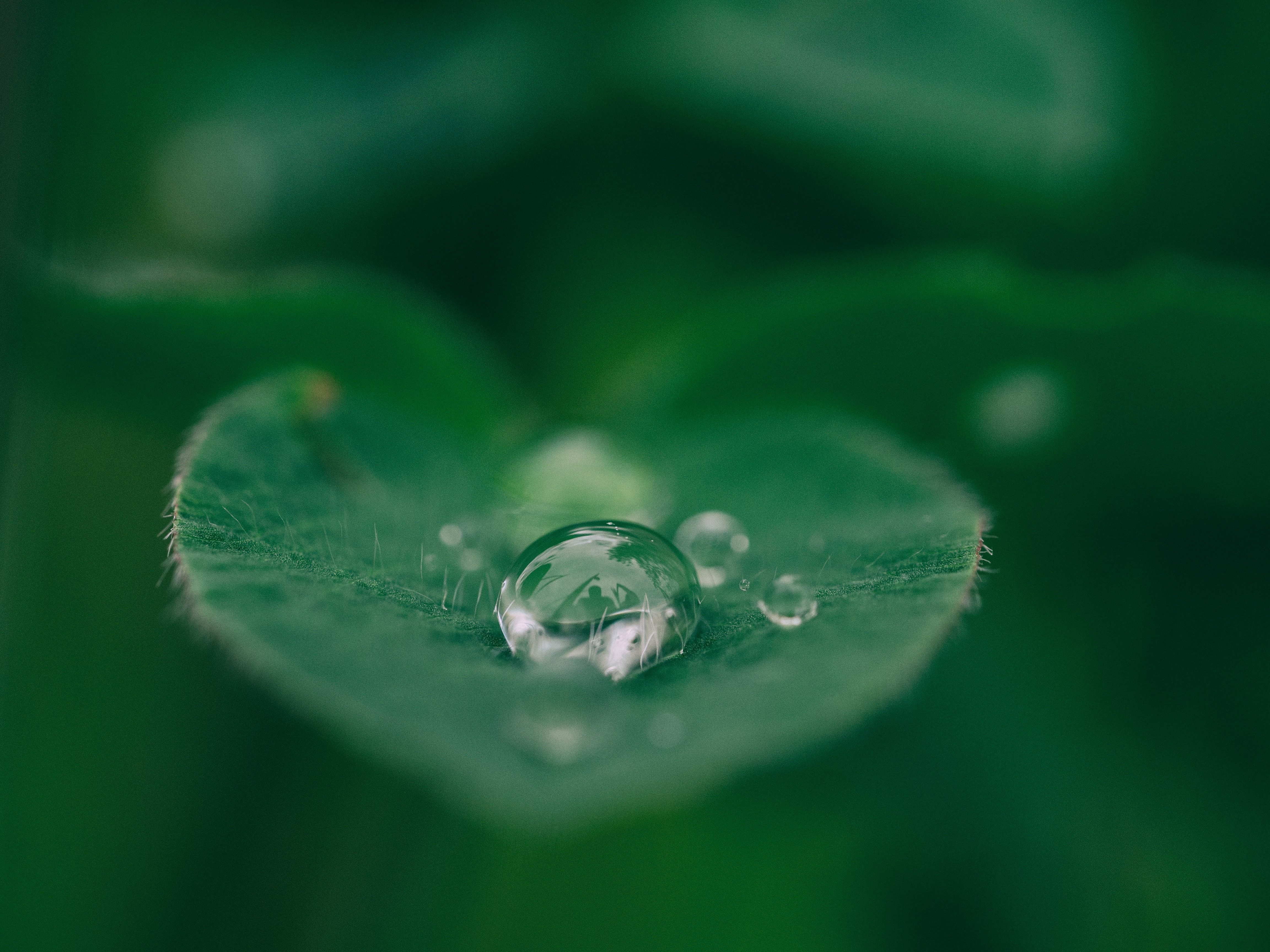 Green Leaf Plant free image download