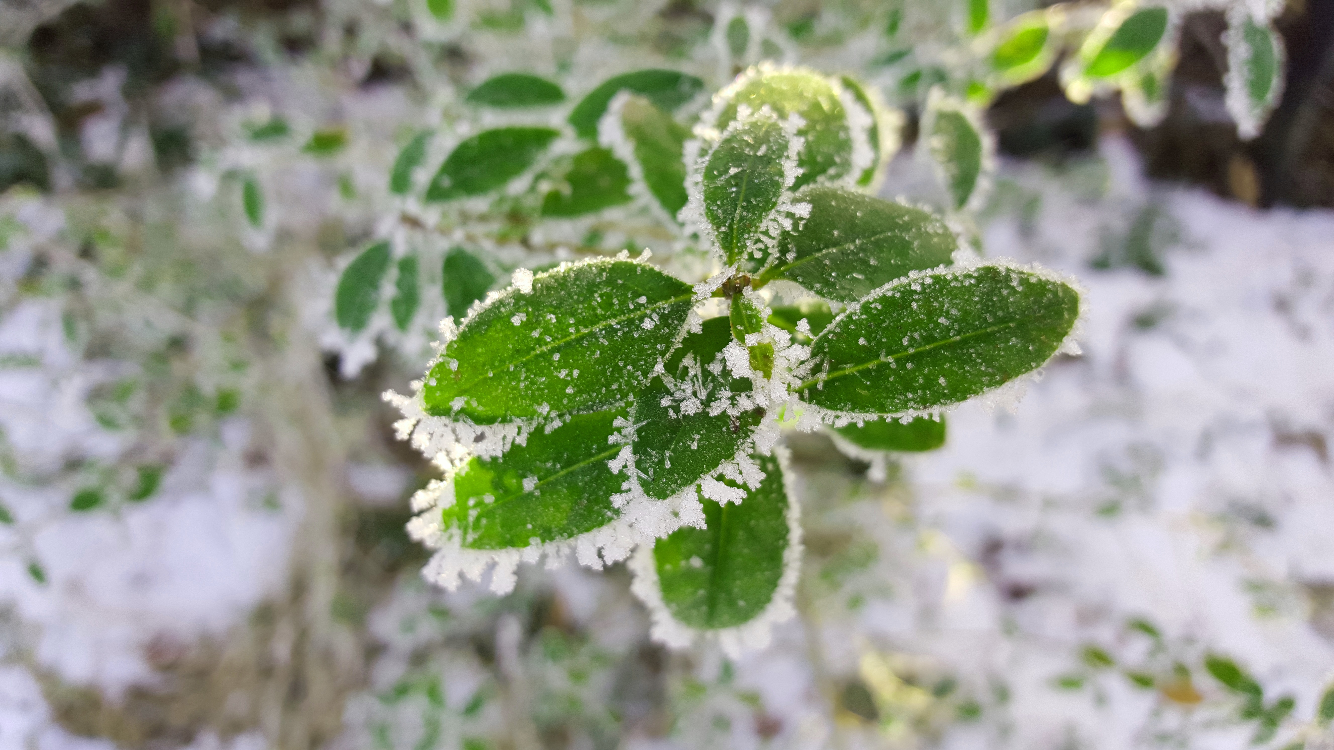 Winter Ice Hoarfrost free image download