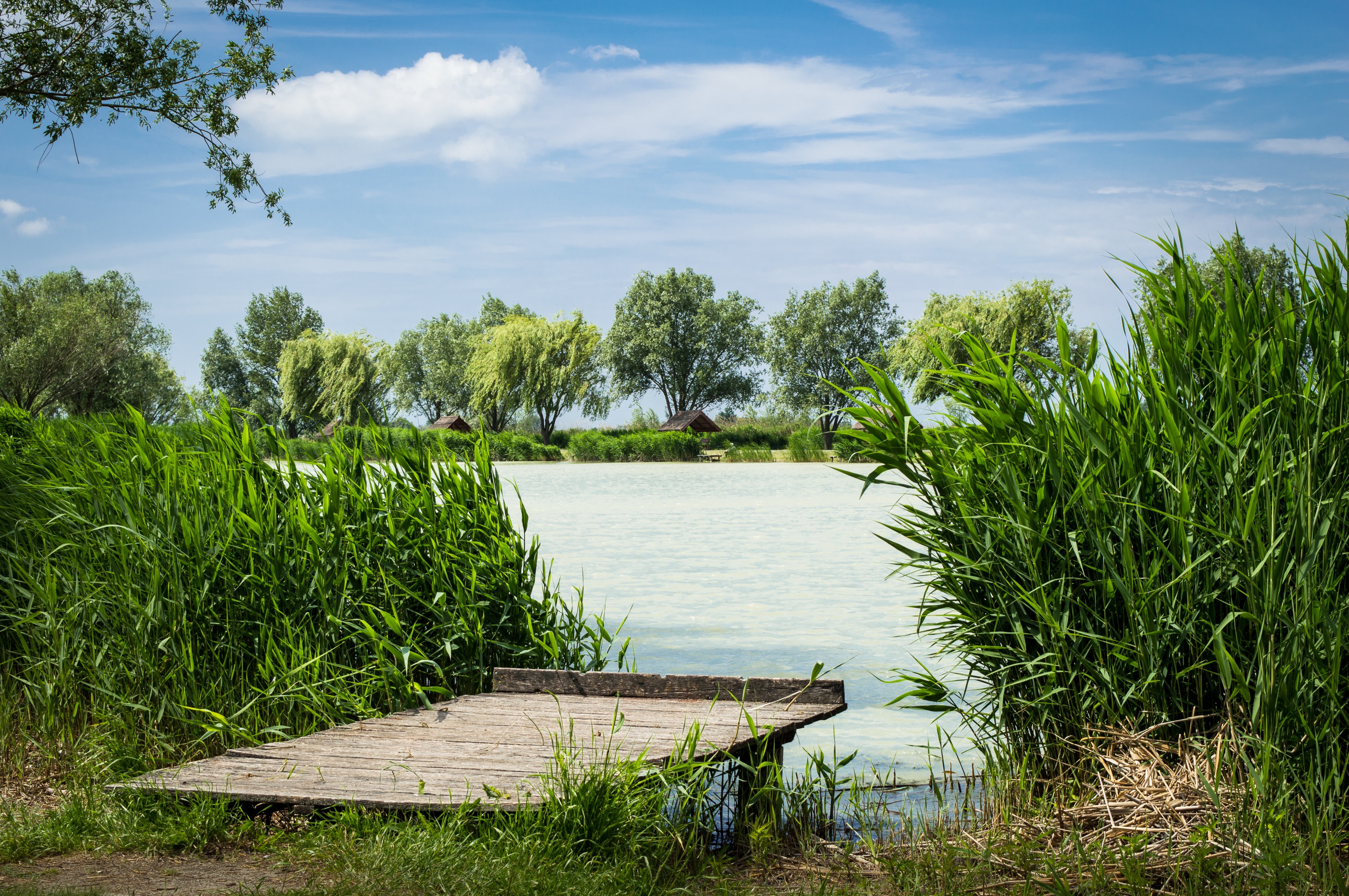 Reed Lake Landscape free image download