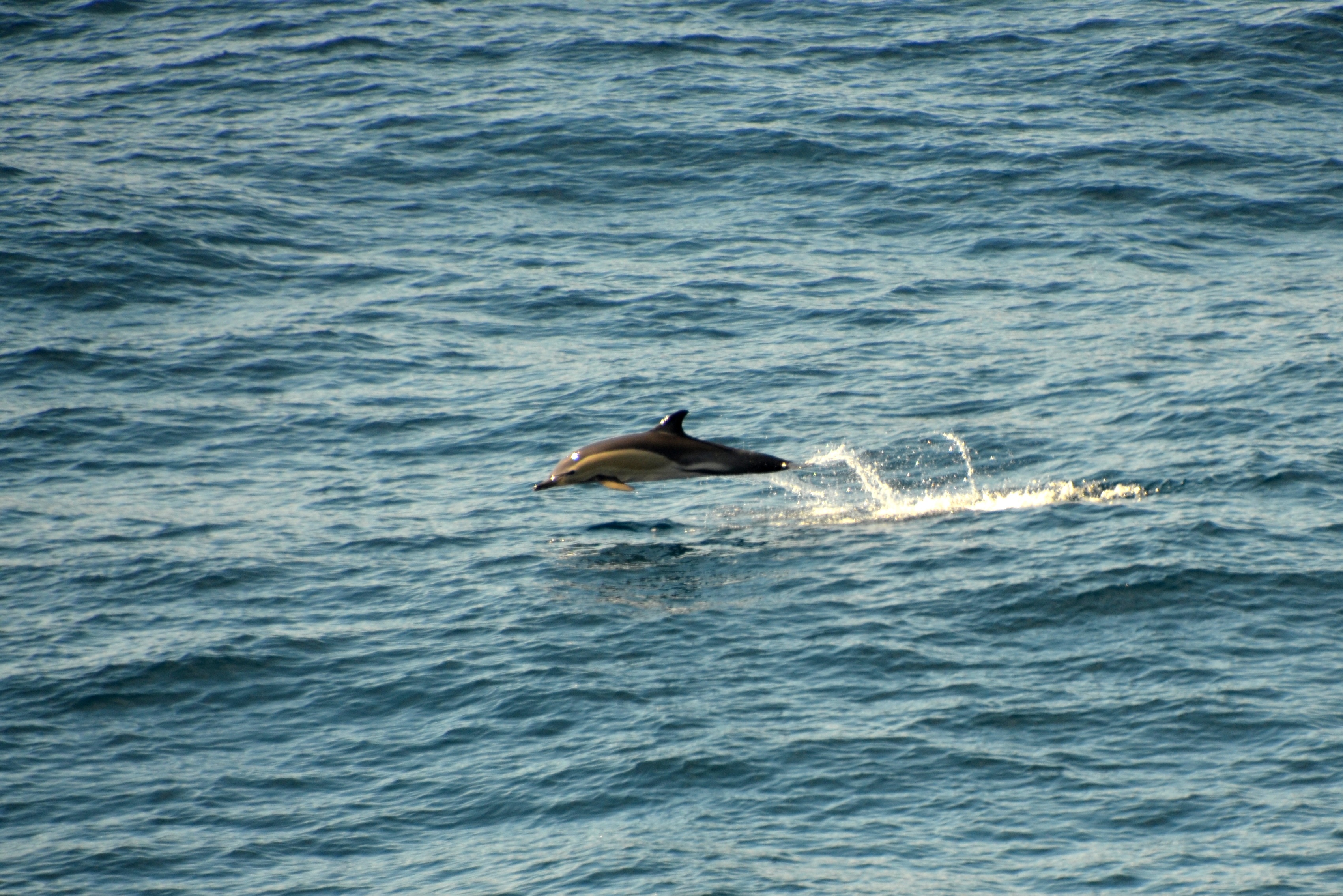 Dolphin Atlantic Meeresbewohner free image download