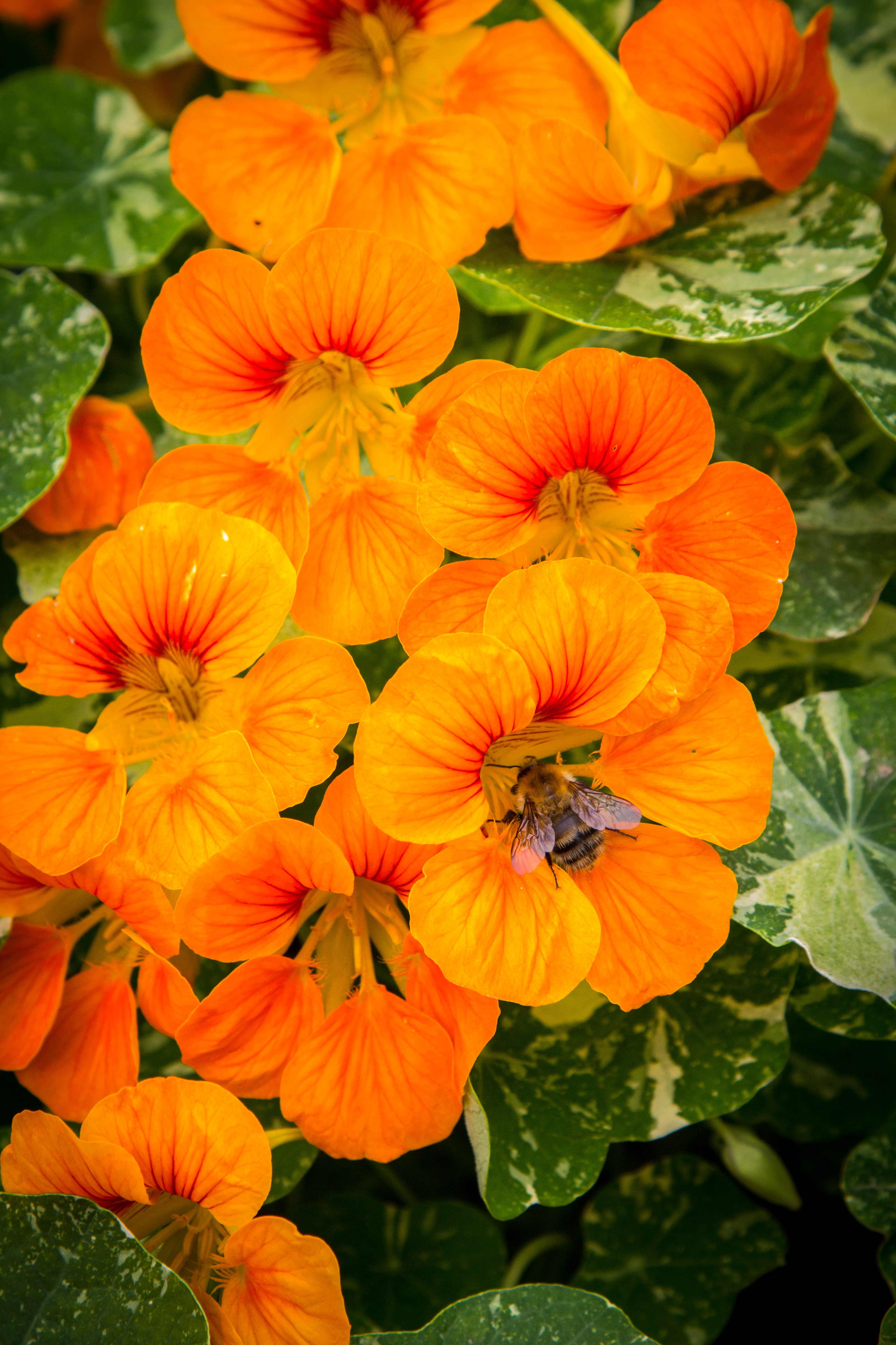 Nasturtium orange Flowers free image download