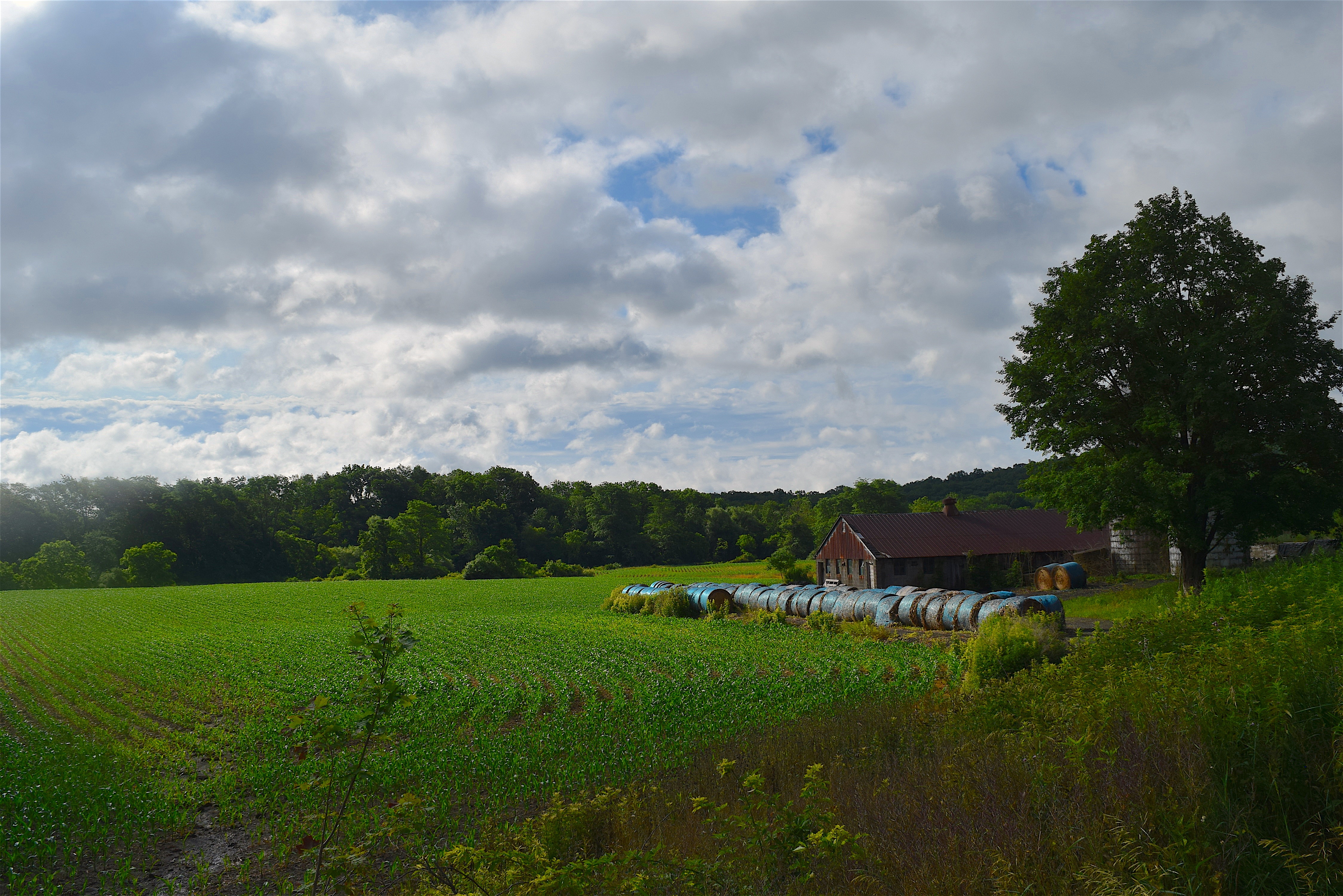 Farm Landscape Tree free image download