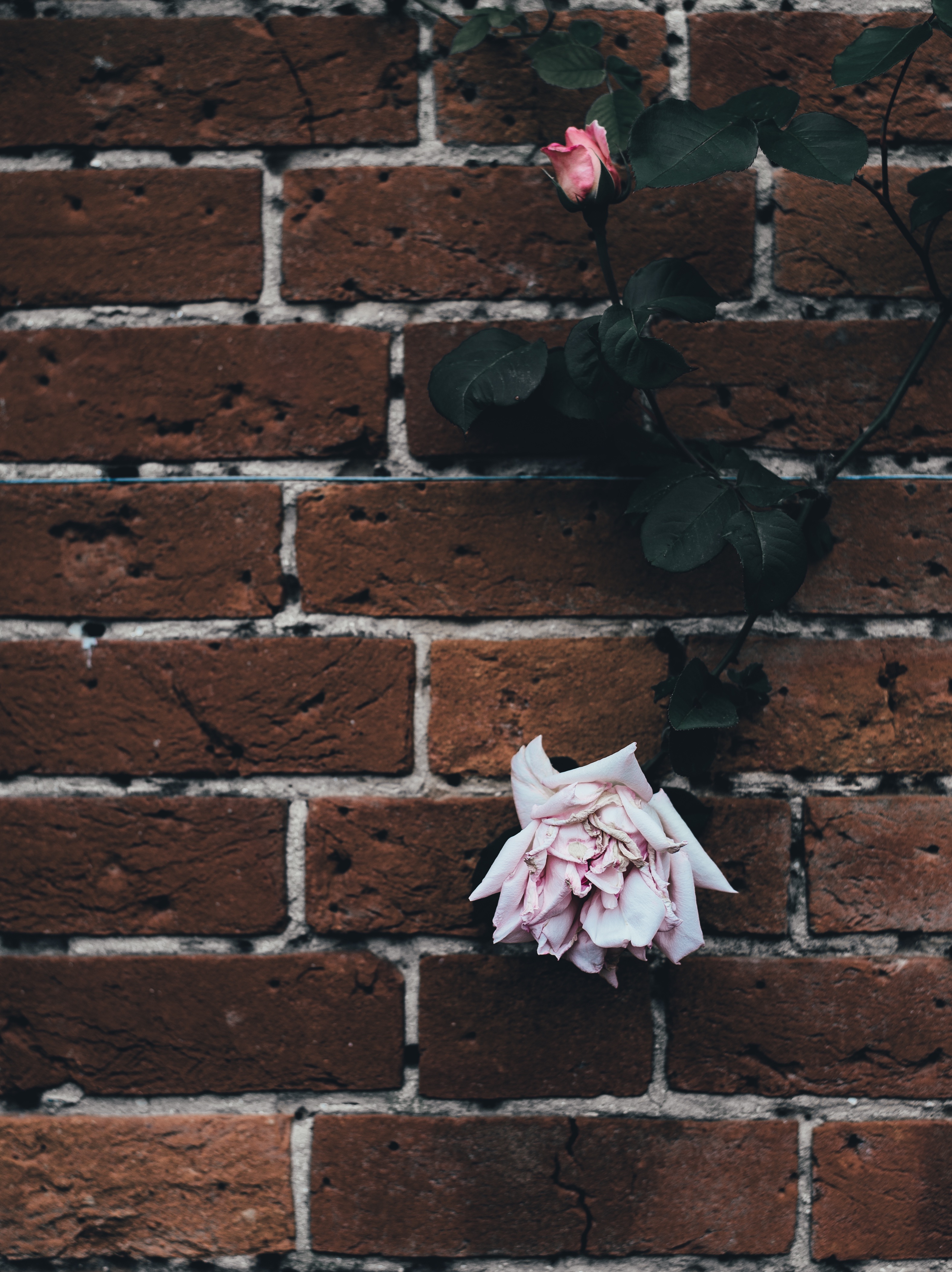 Rose Flower Bloom free image download