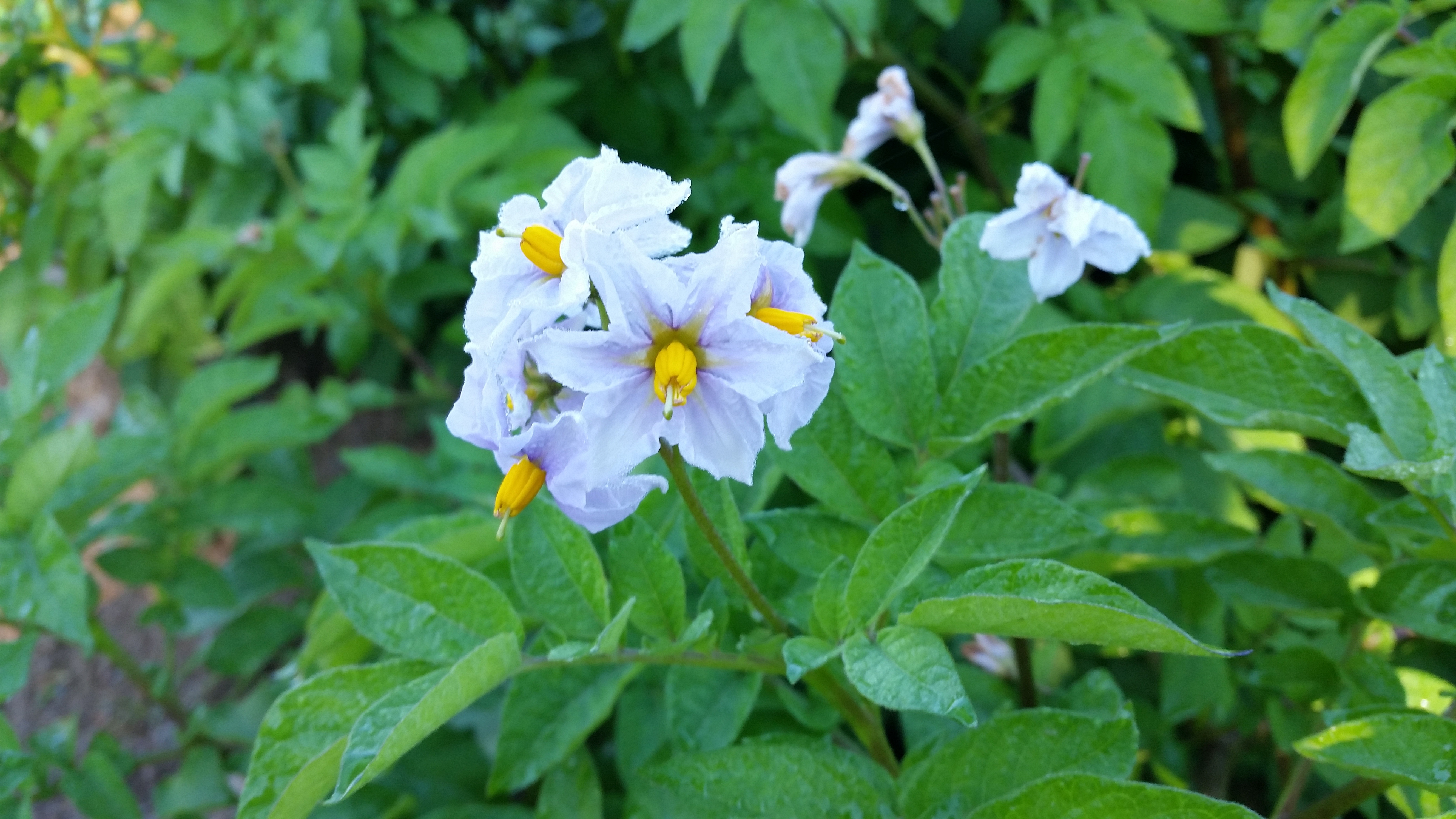 Blue Flower Potato Agriculture free image download