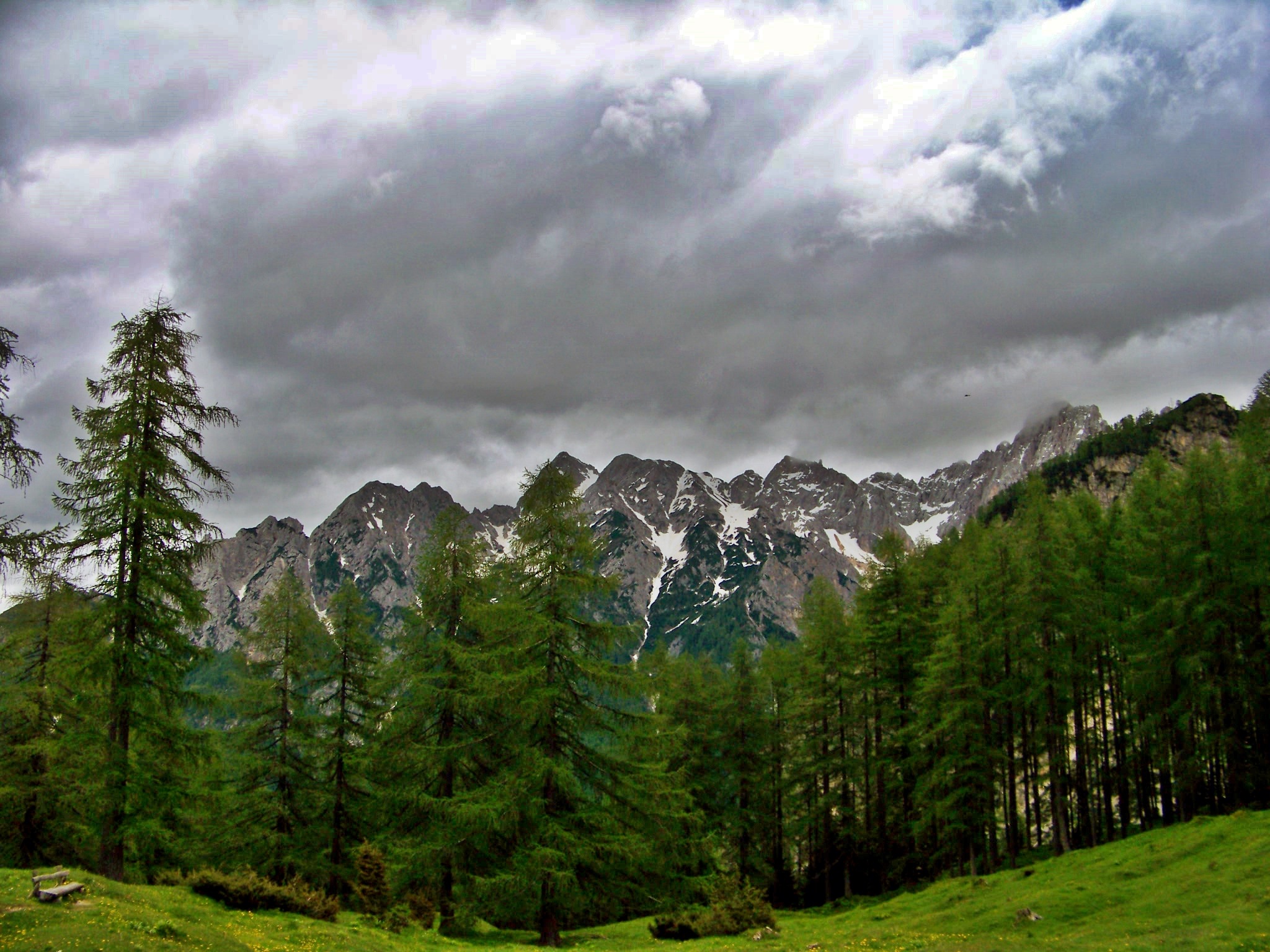 Green glorious forest free image download