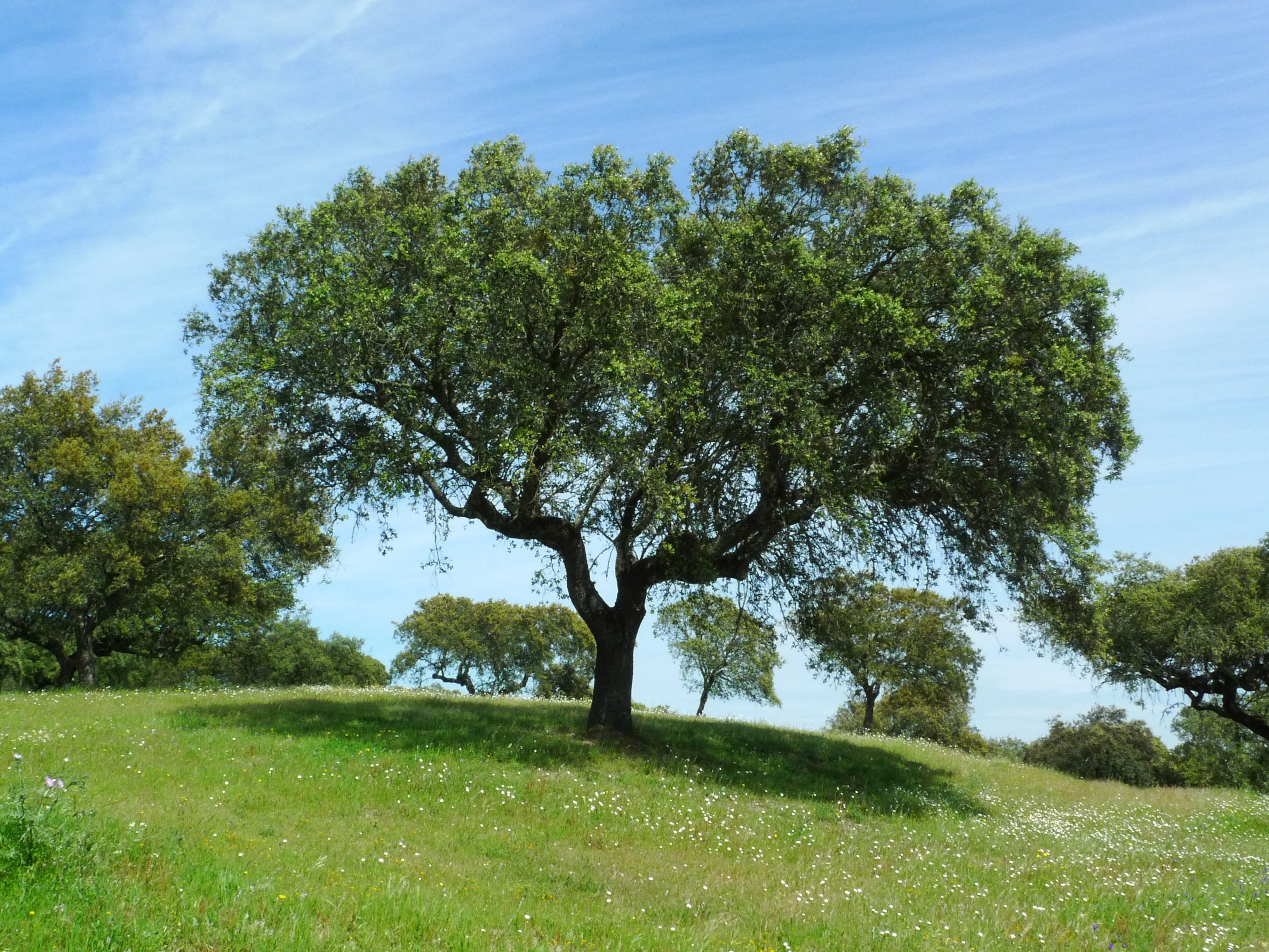 Meadow Tree Nature free image download