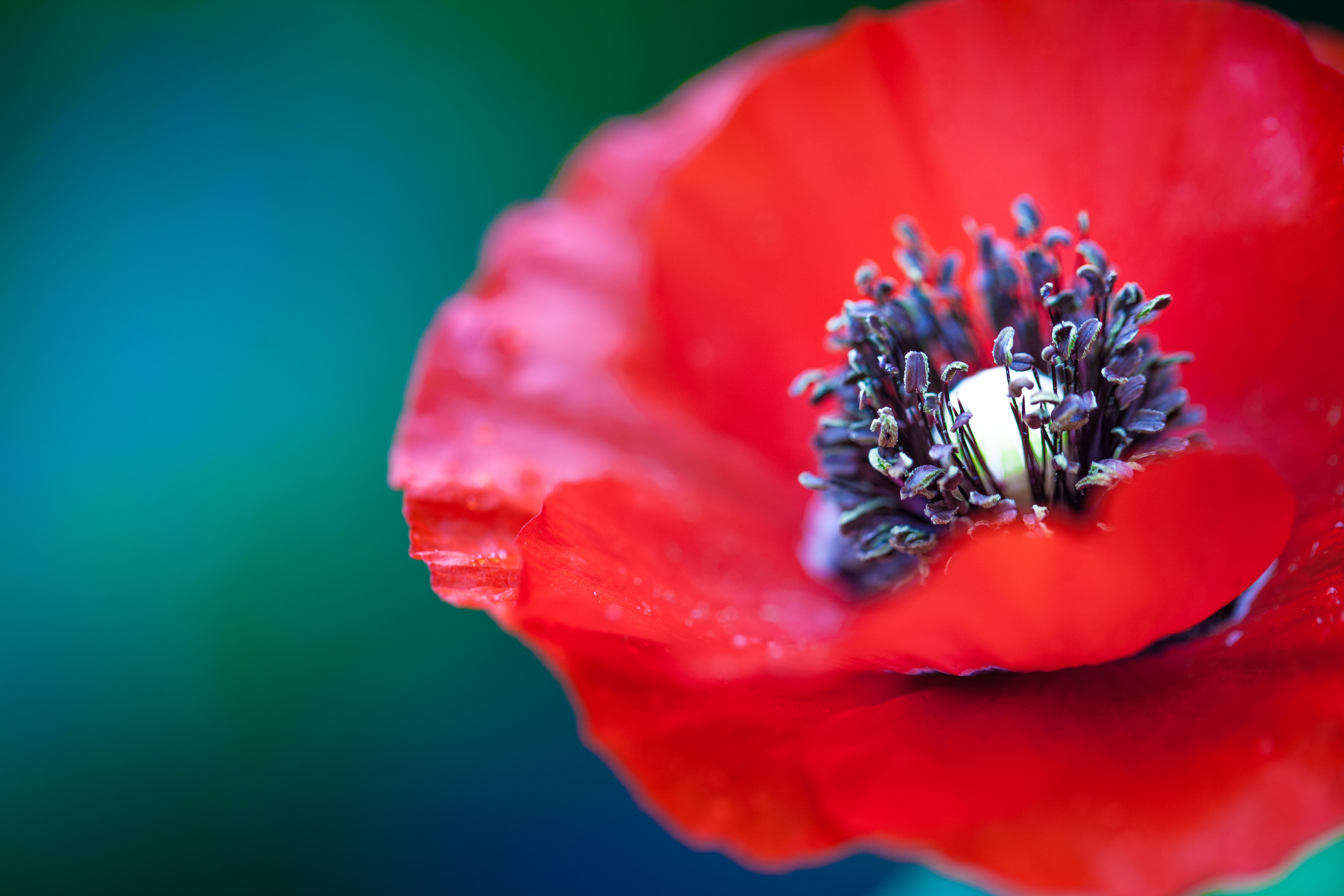 Ref Petals Flower free image download