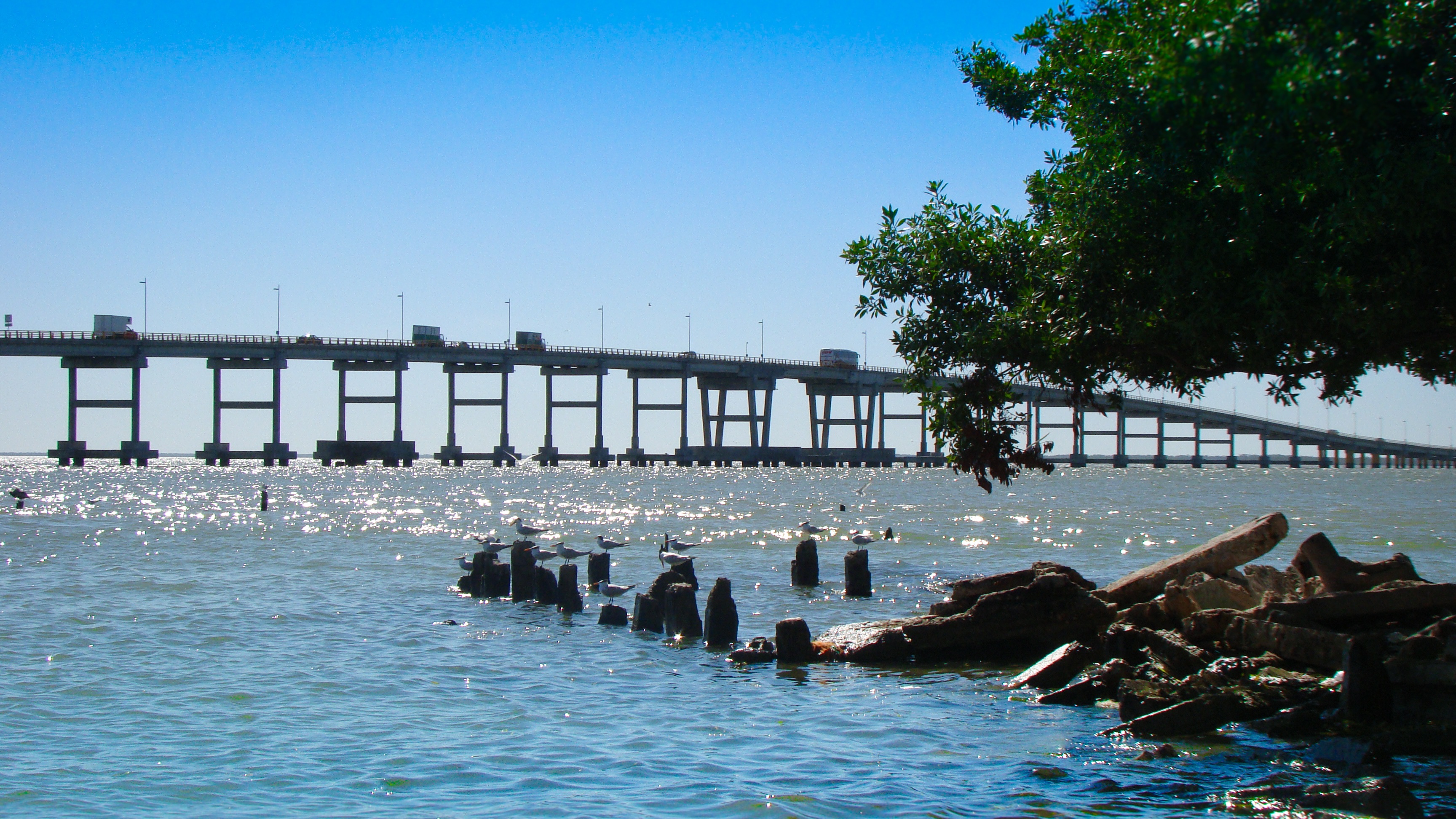 Sea ocean green trees free image download