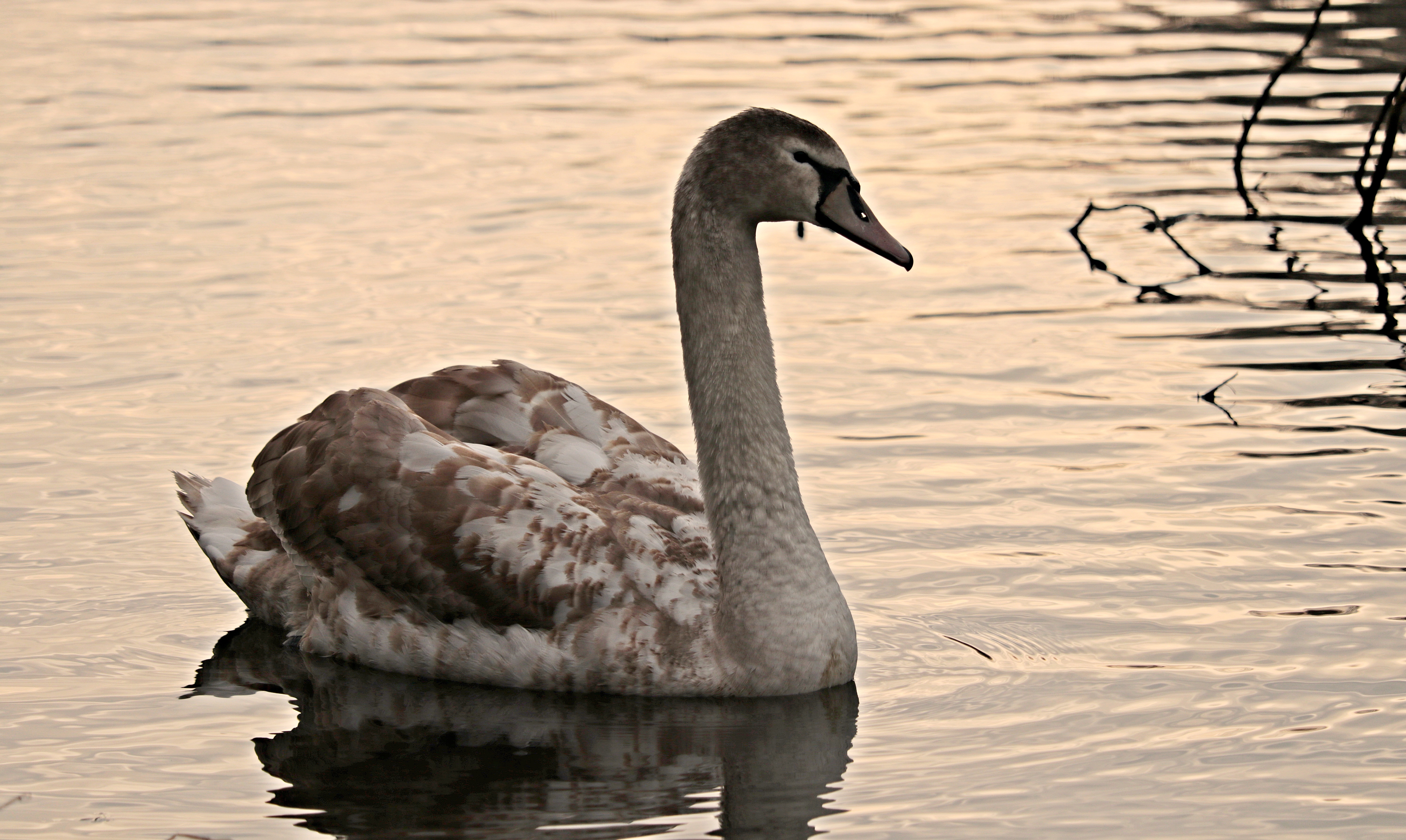 White Swan in Water free image download