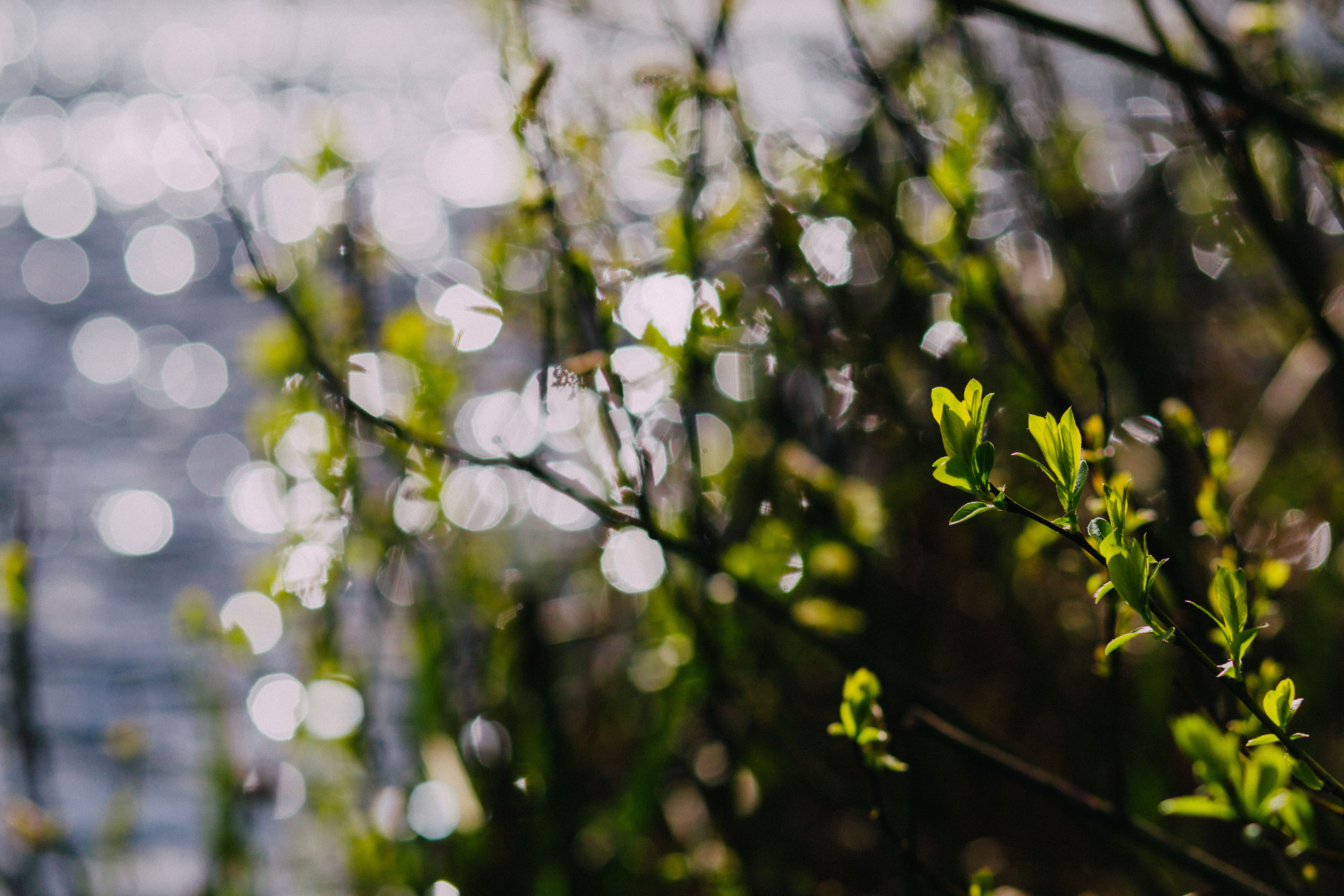 Green Leaf Plants bokeh photo free image download