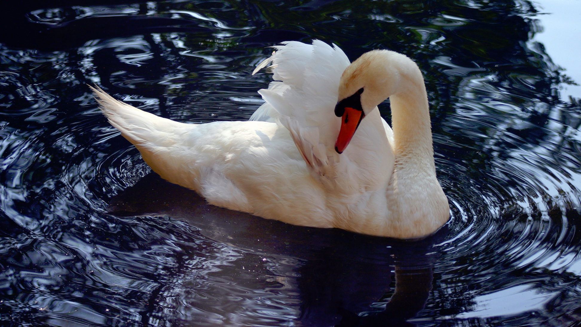 Nature Water Animals free image download