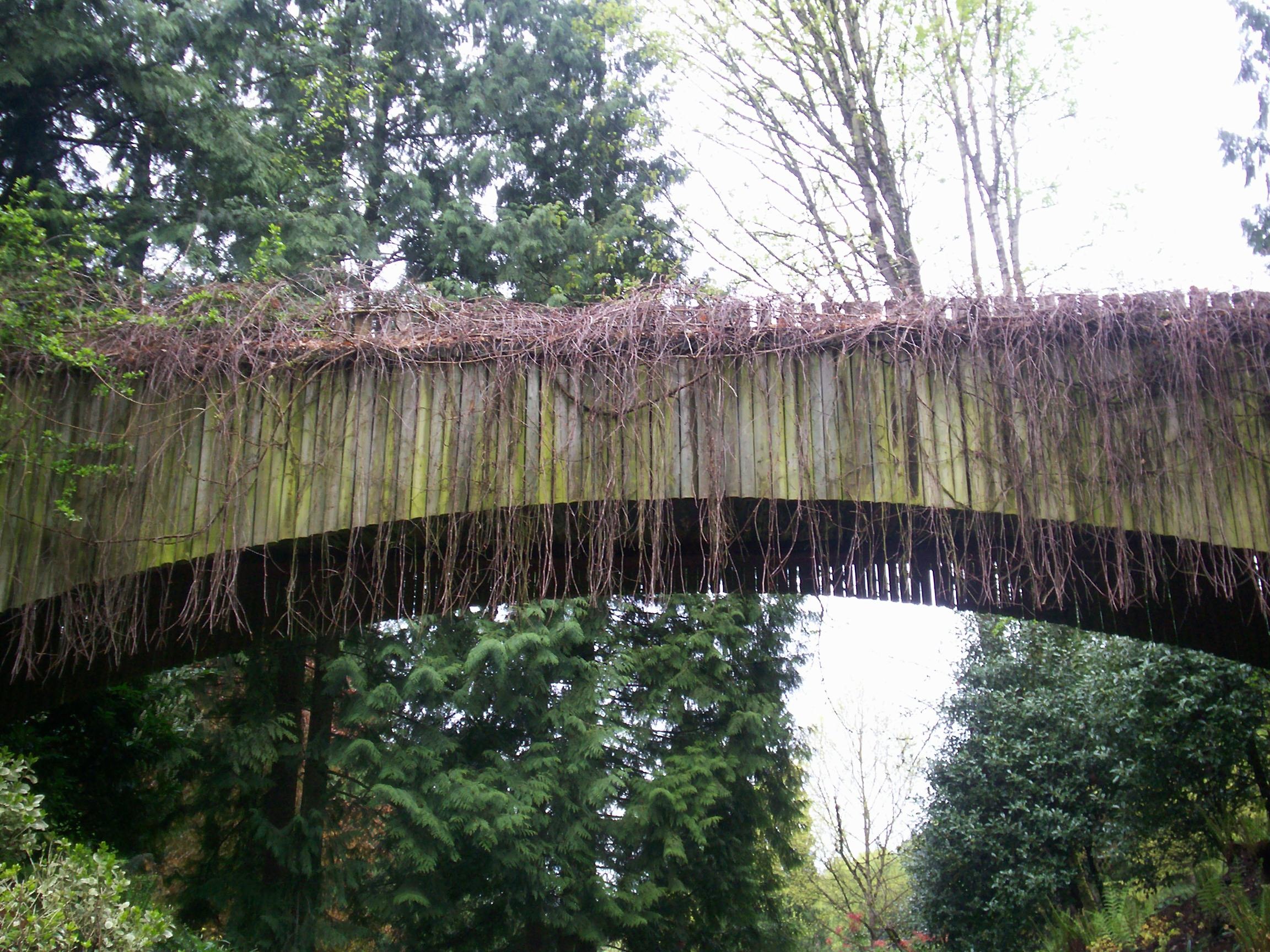 Bridge Vines Plant free image download