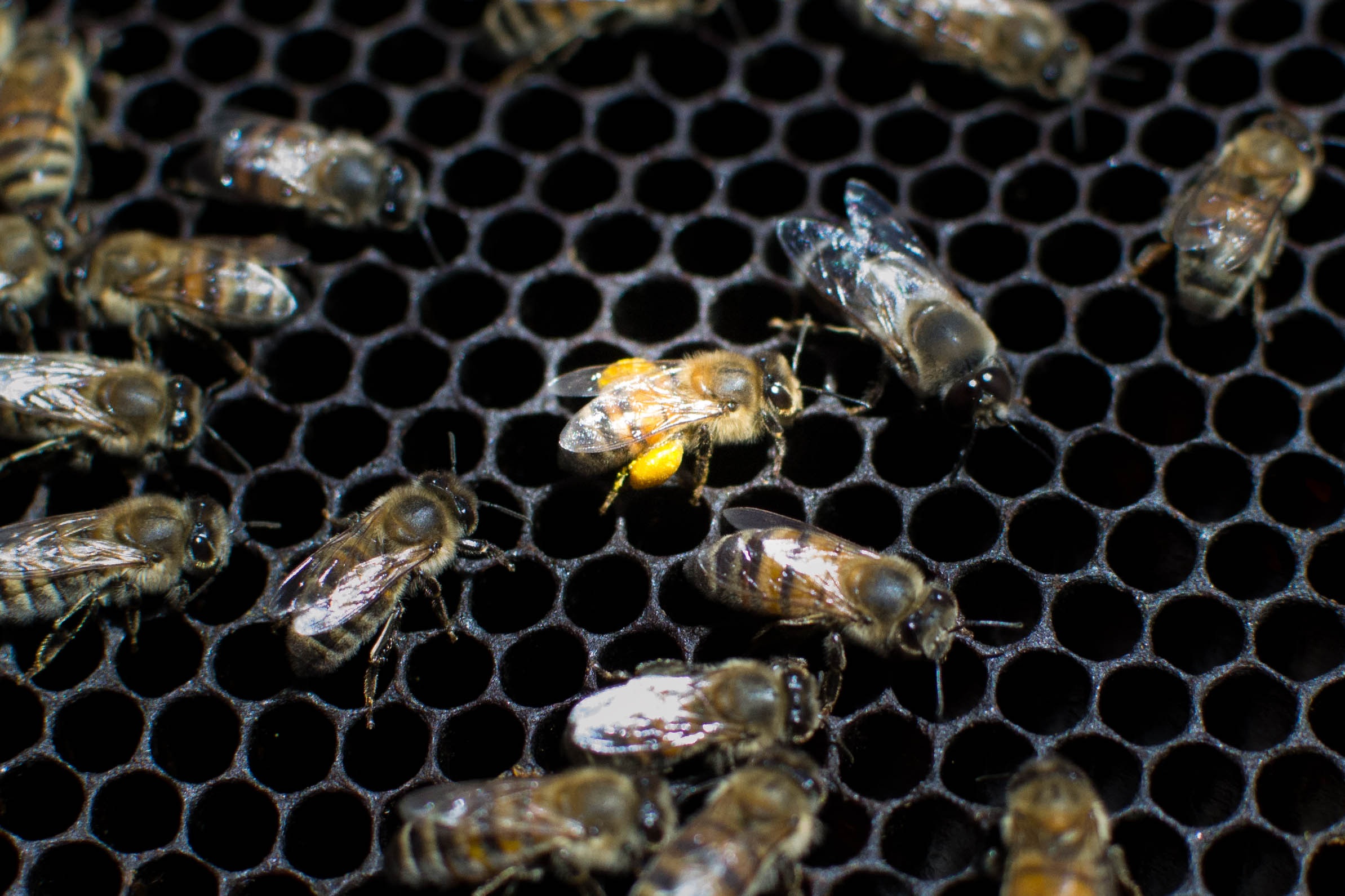 Bees Nature free image download