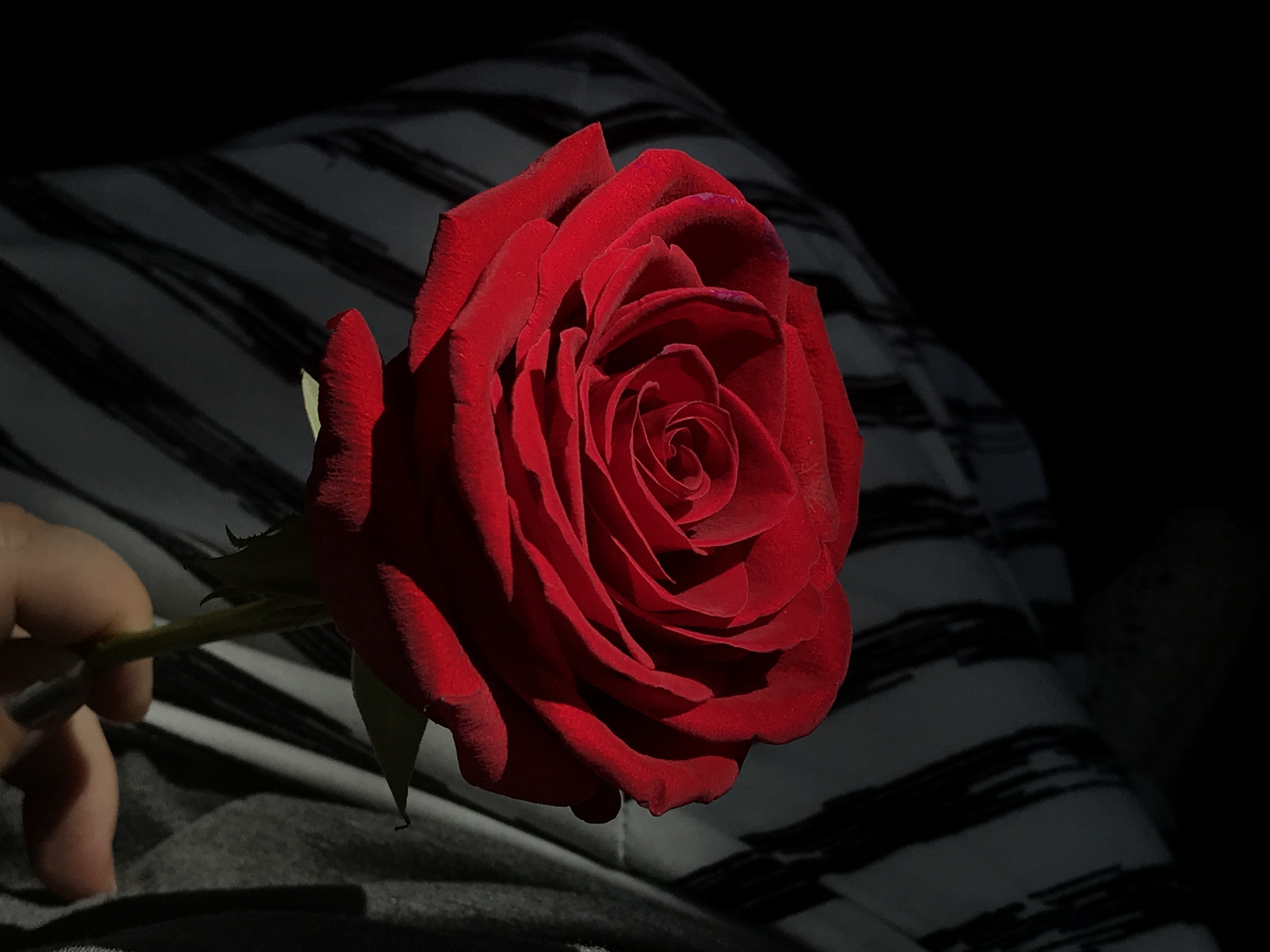 Rose Red Striped free image download