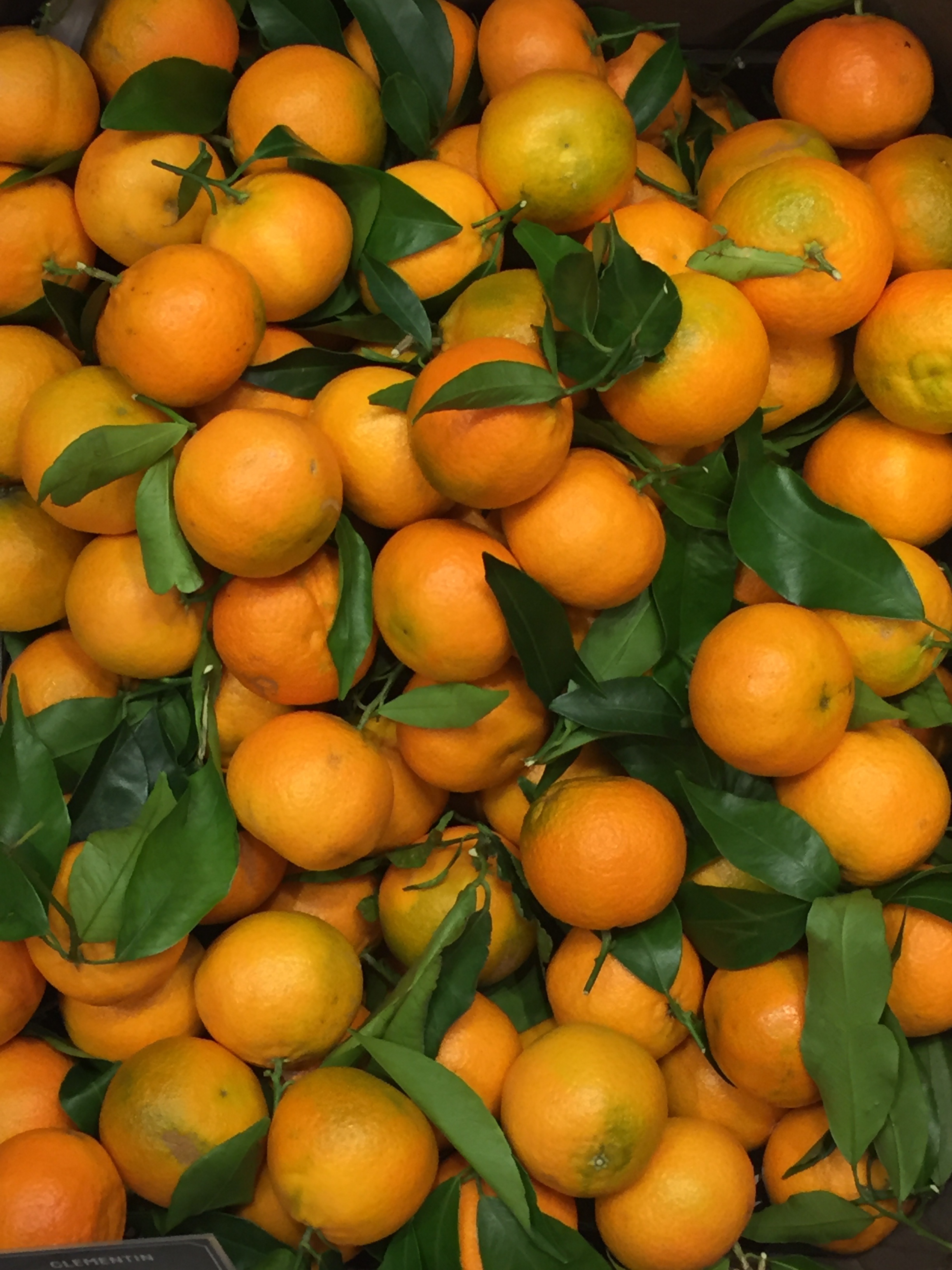 Oranges farm view free image download