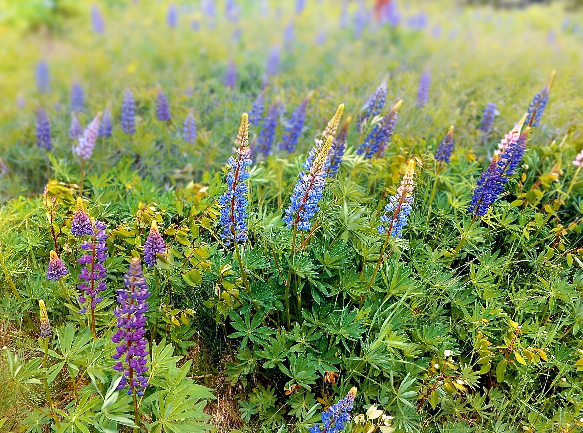 Flowers field field garden beautiful free image download