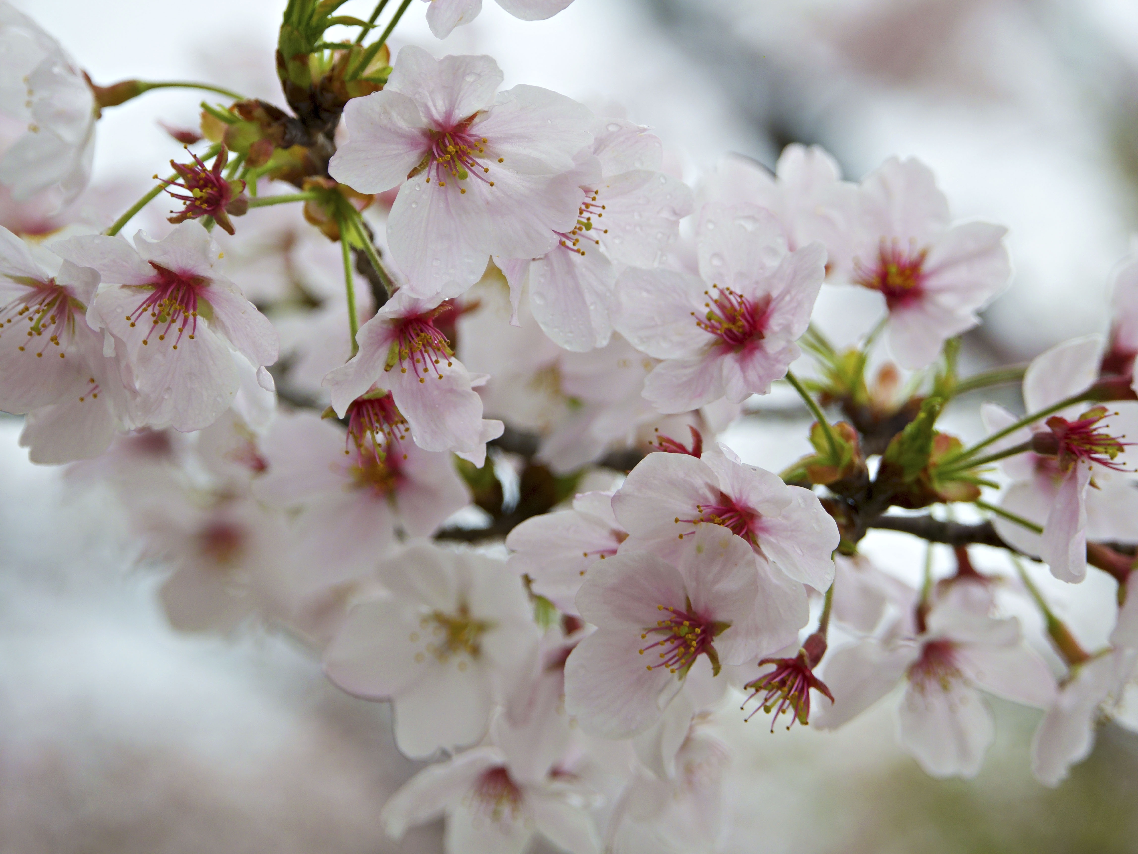 Flowers White Petals free image download