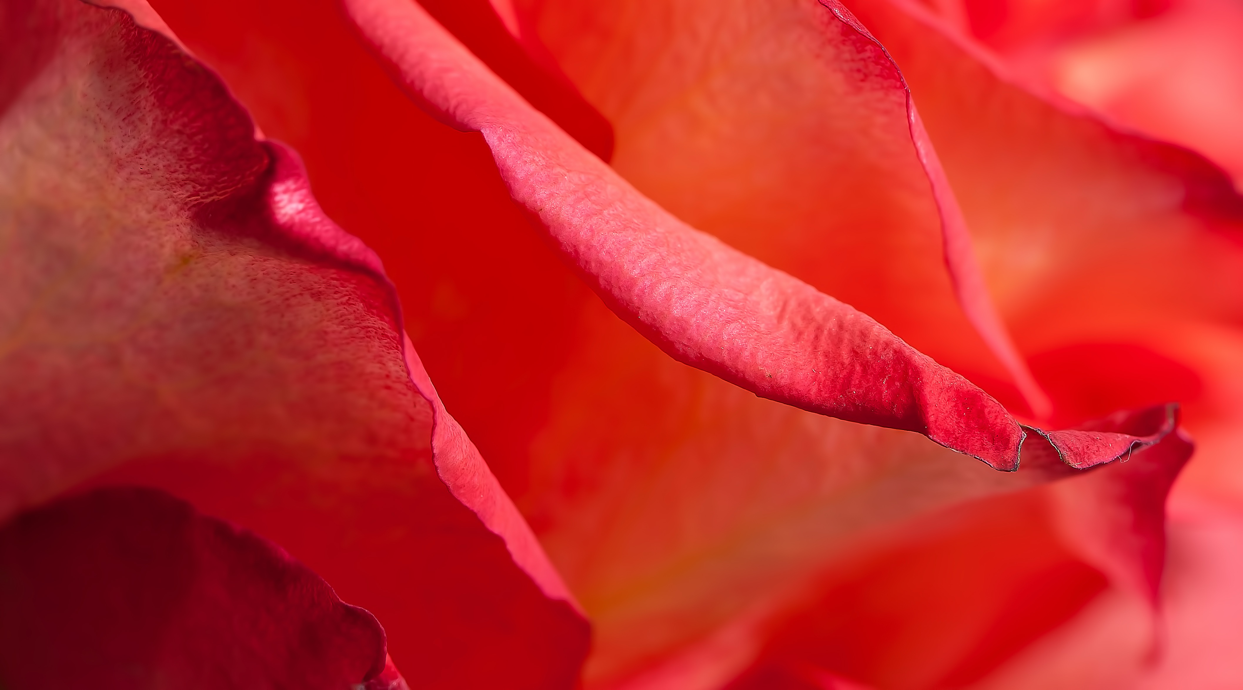 Red Petal Flower free image download